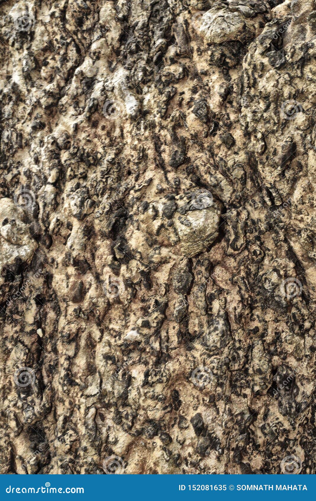 Bark of Elm. Seamless Tileable Texture Stock Image - Image of board ...