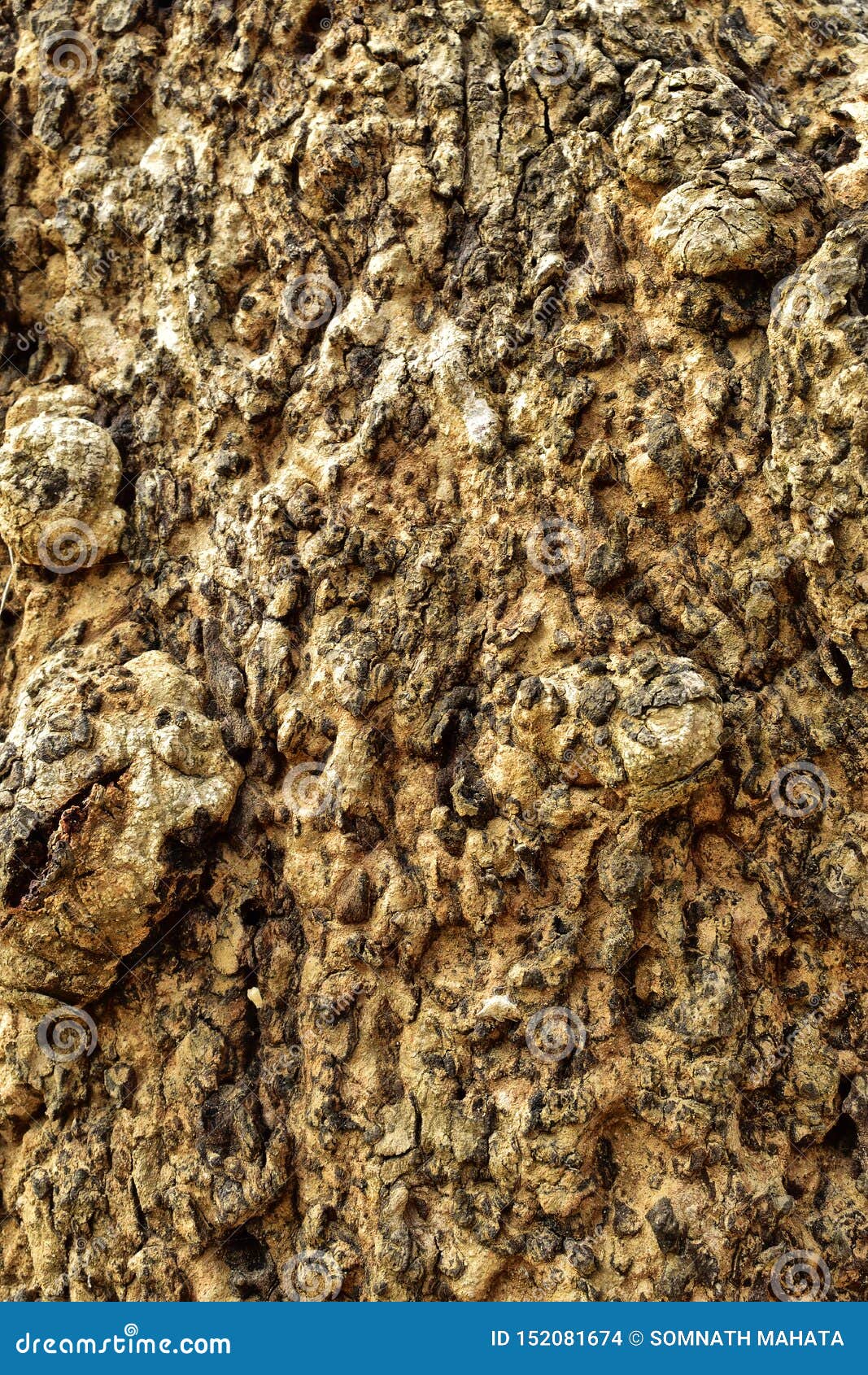 Bark of Elm. Seamless Tileable Texture Stock Photo - Image of barn ...