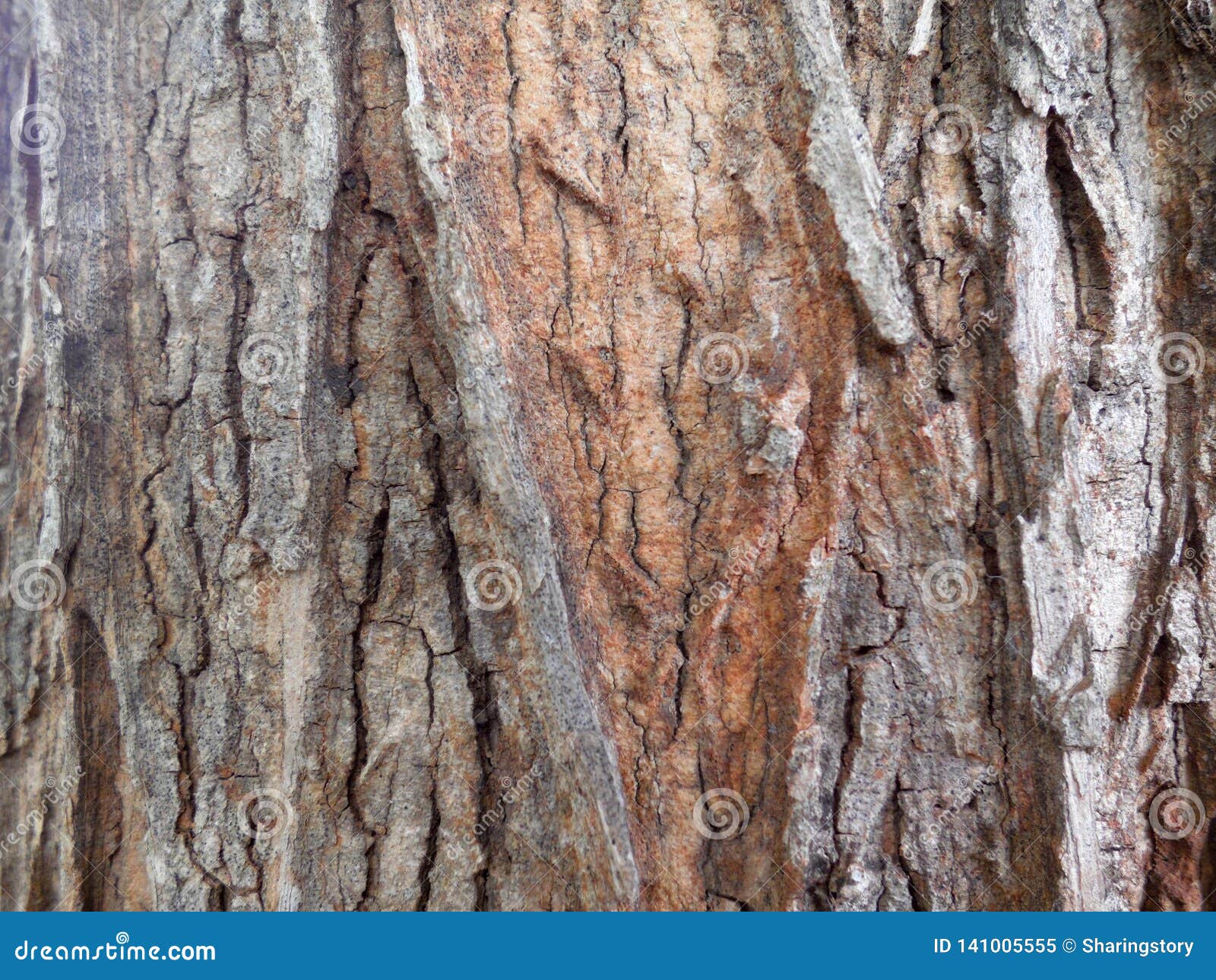 Bark of Elm. Seamless Tileable Texture Stock Image - Image of forest ...