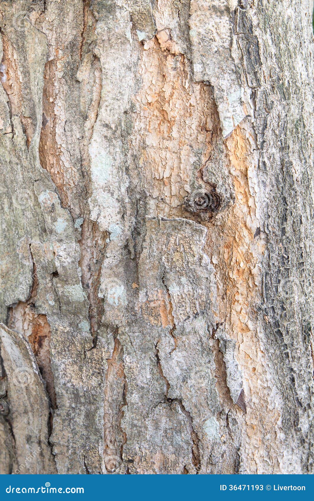 Bark of Elm. Trunk of Tree ,Seamless Tileable Background Texture Stock ...