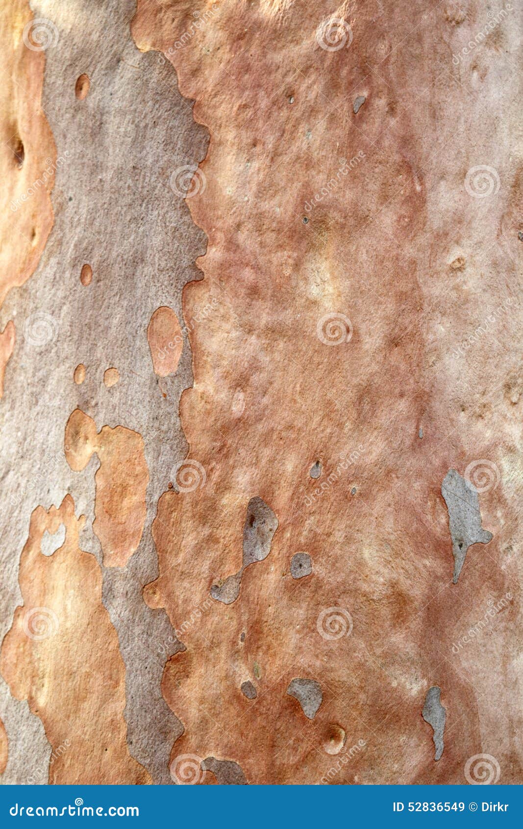 Bark Of Eucalyptus Tree, Texture And Background Royalty-Free Stock ...