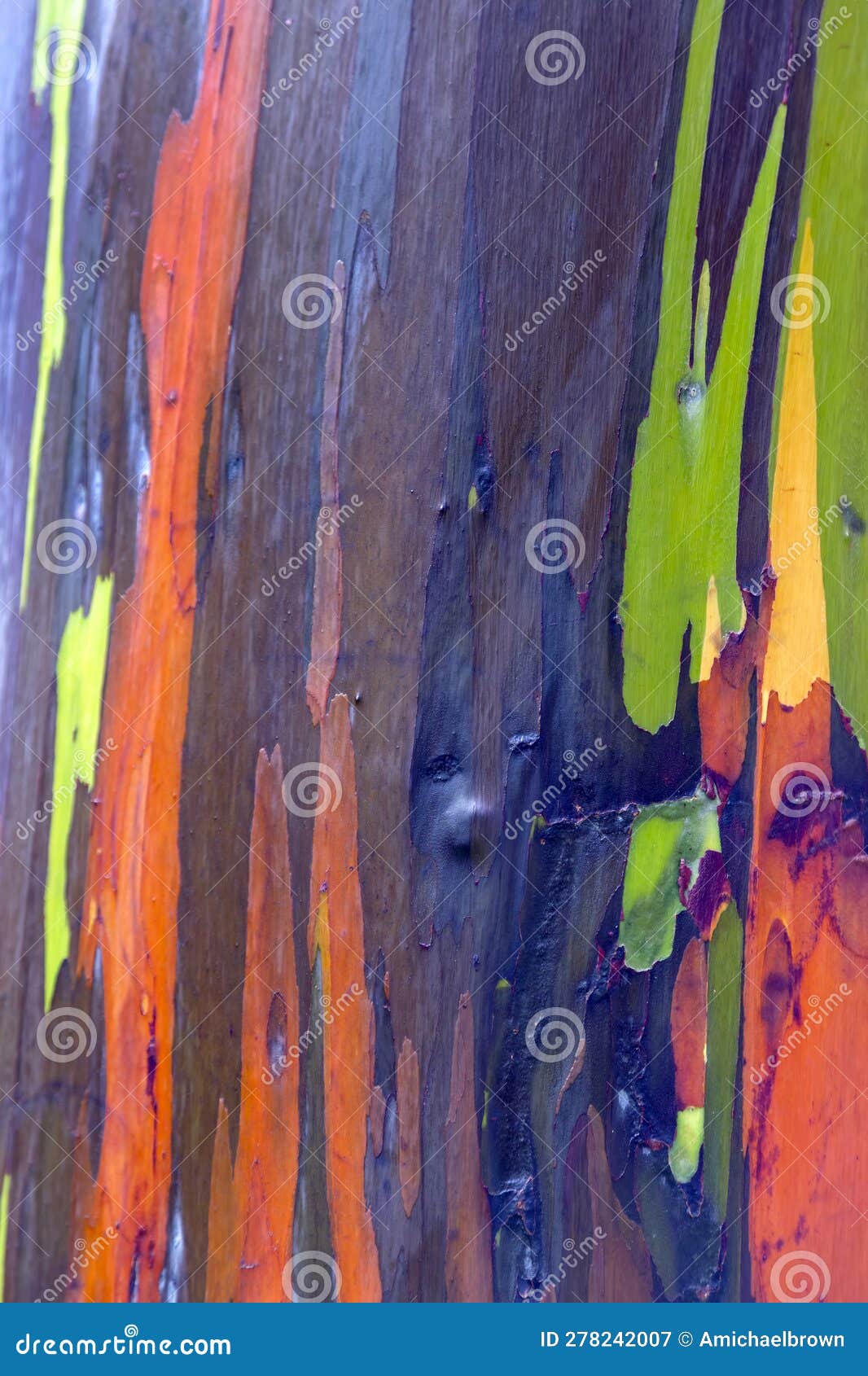 Bark of a Eucalyptus Rainbow Gum Tree Stock Image - Image of eucalyptus ...