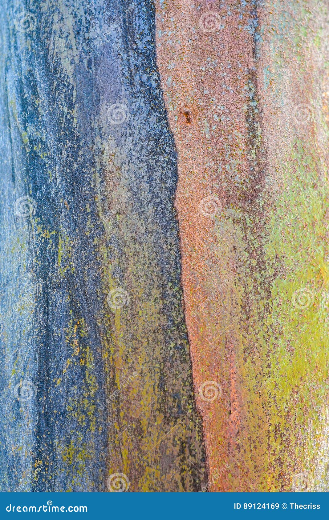 Bark of Eucalyptus Tree, Texture and Background Stock Image - Image of ...