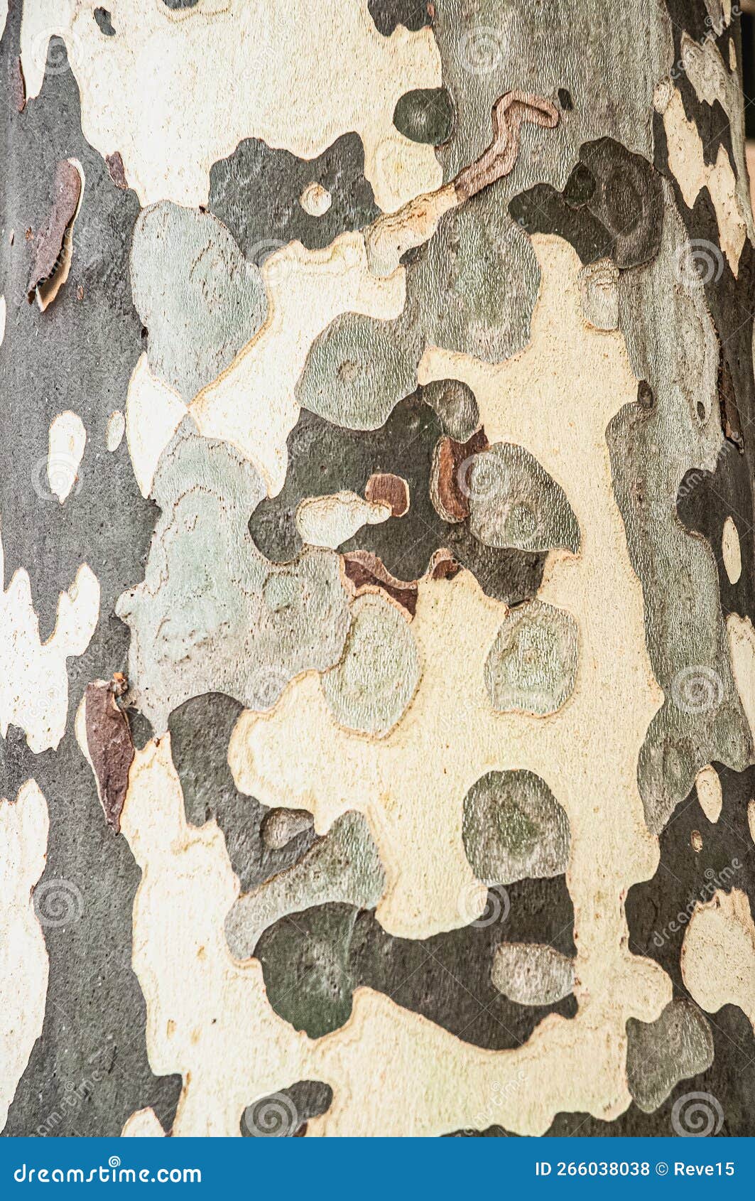 Bark of a European Gum Tree Stock Photo - Image of peeling, distance ...