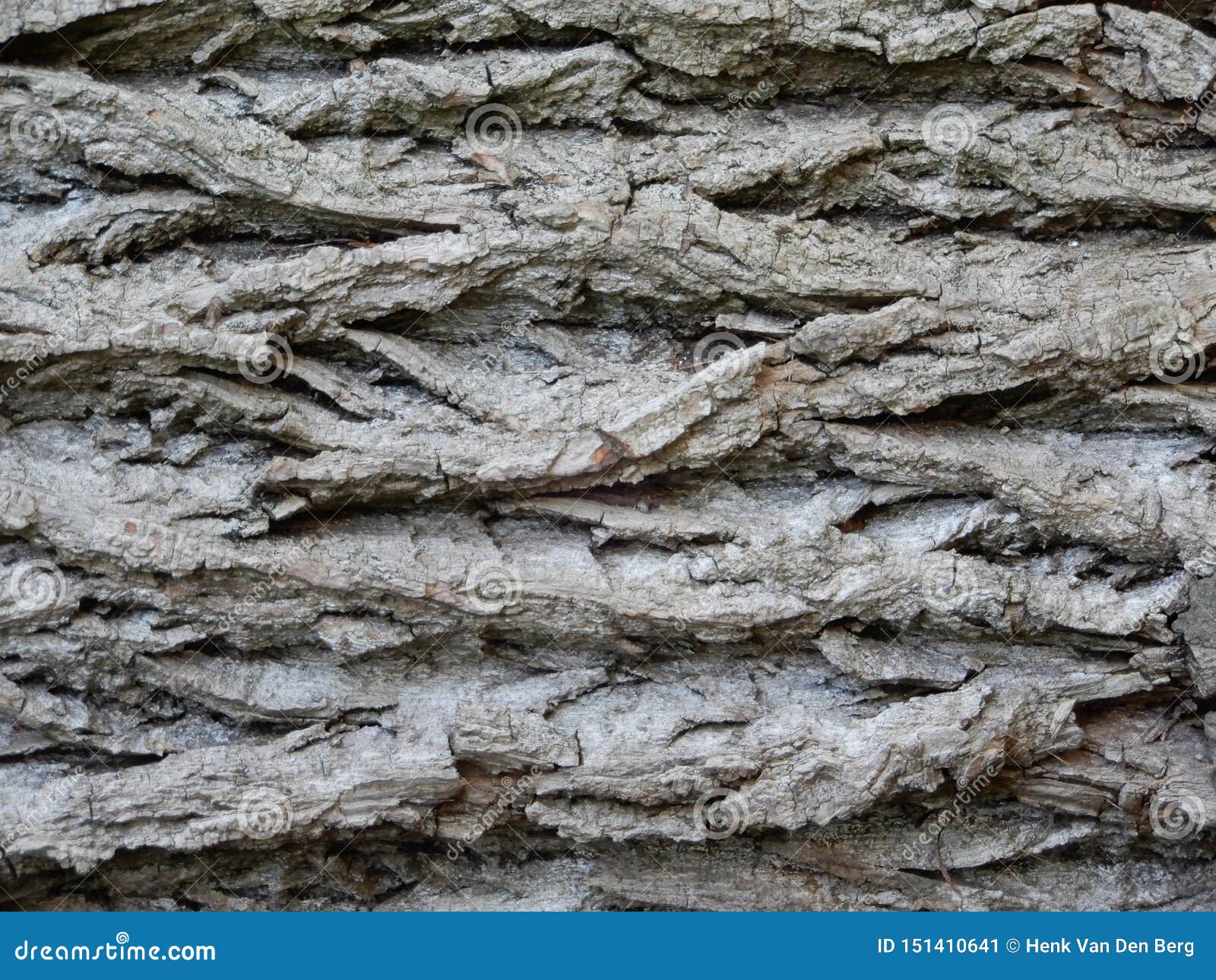 Bark of the European Oak Tree Stock Image - Image of nature, tree ...