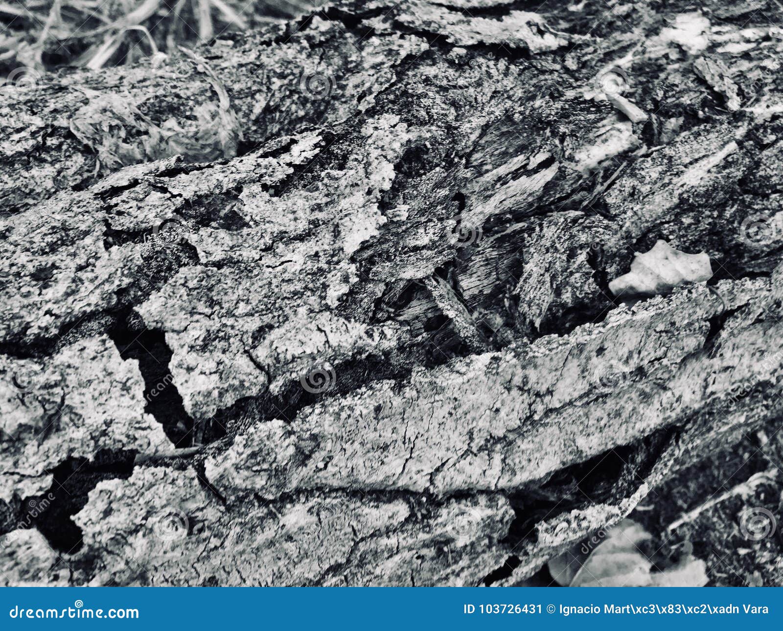 Bark of the fallen tree stock image. Image of bark, trees - 103726431