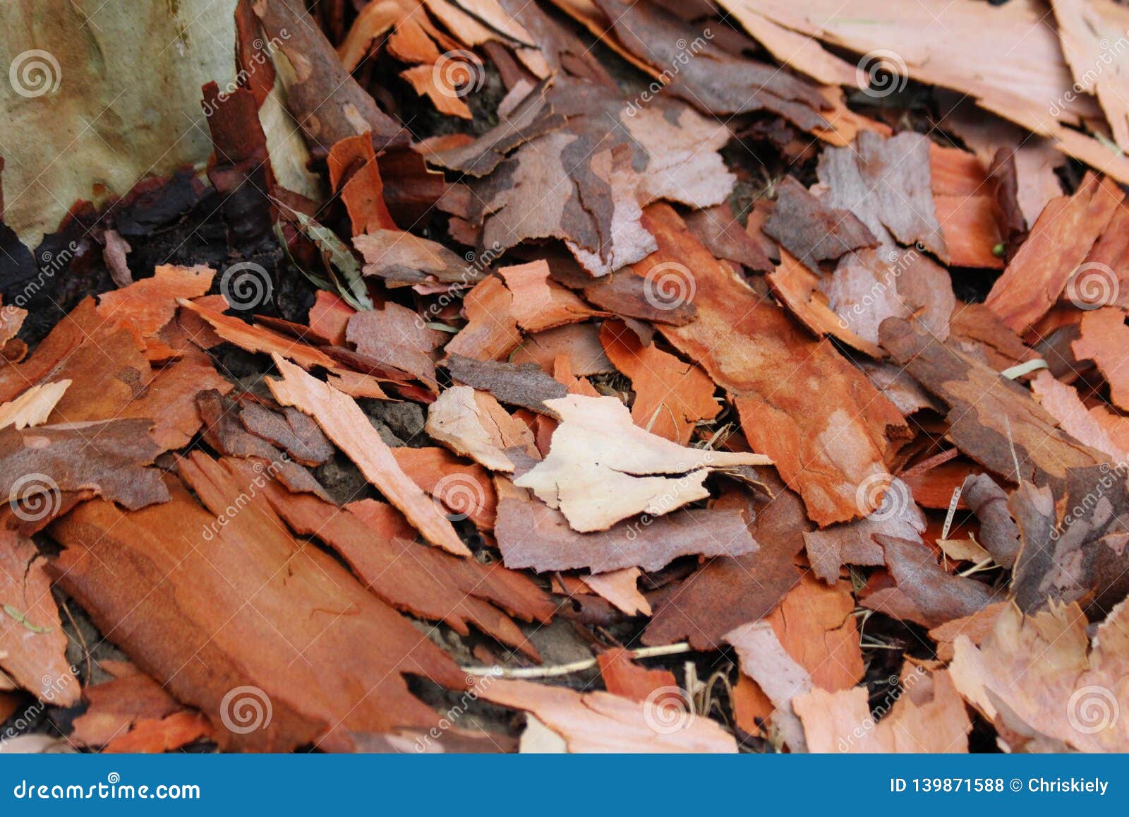 Bark Falling from Gum Tree stock photo. Image of bottom - 139871588