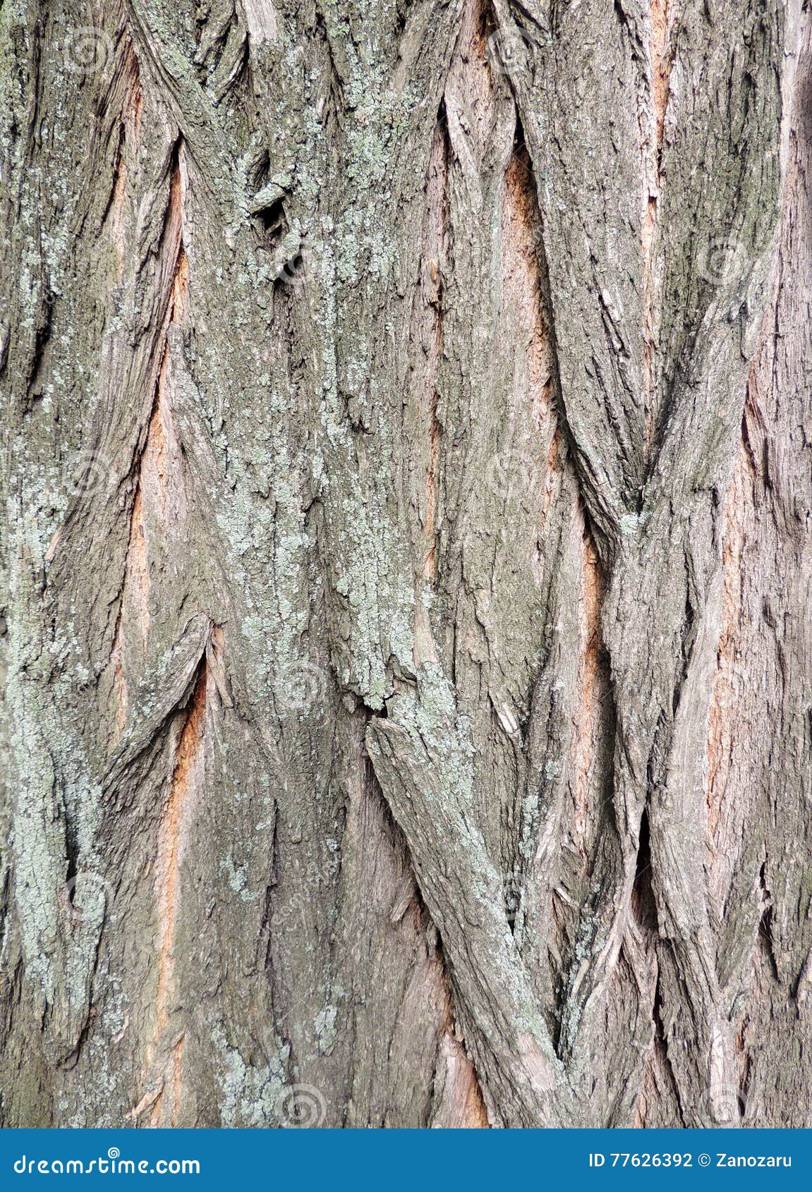 Bark on False Acacia Robinia Pseudoacacia Stock Photo - Image of ...