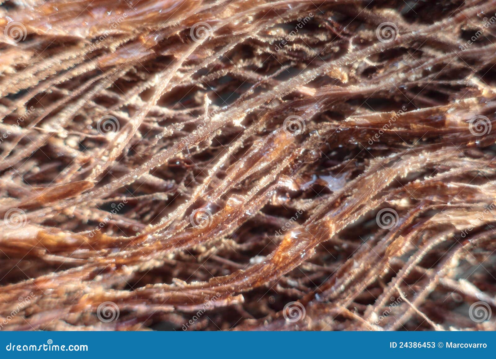 Bark fibers macro stock image. Image of macro, tree, palm - 24386453