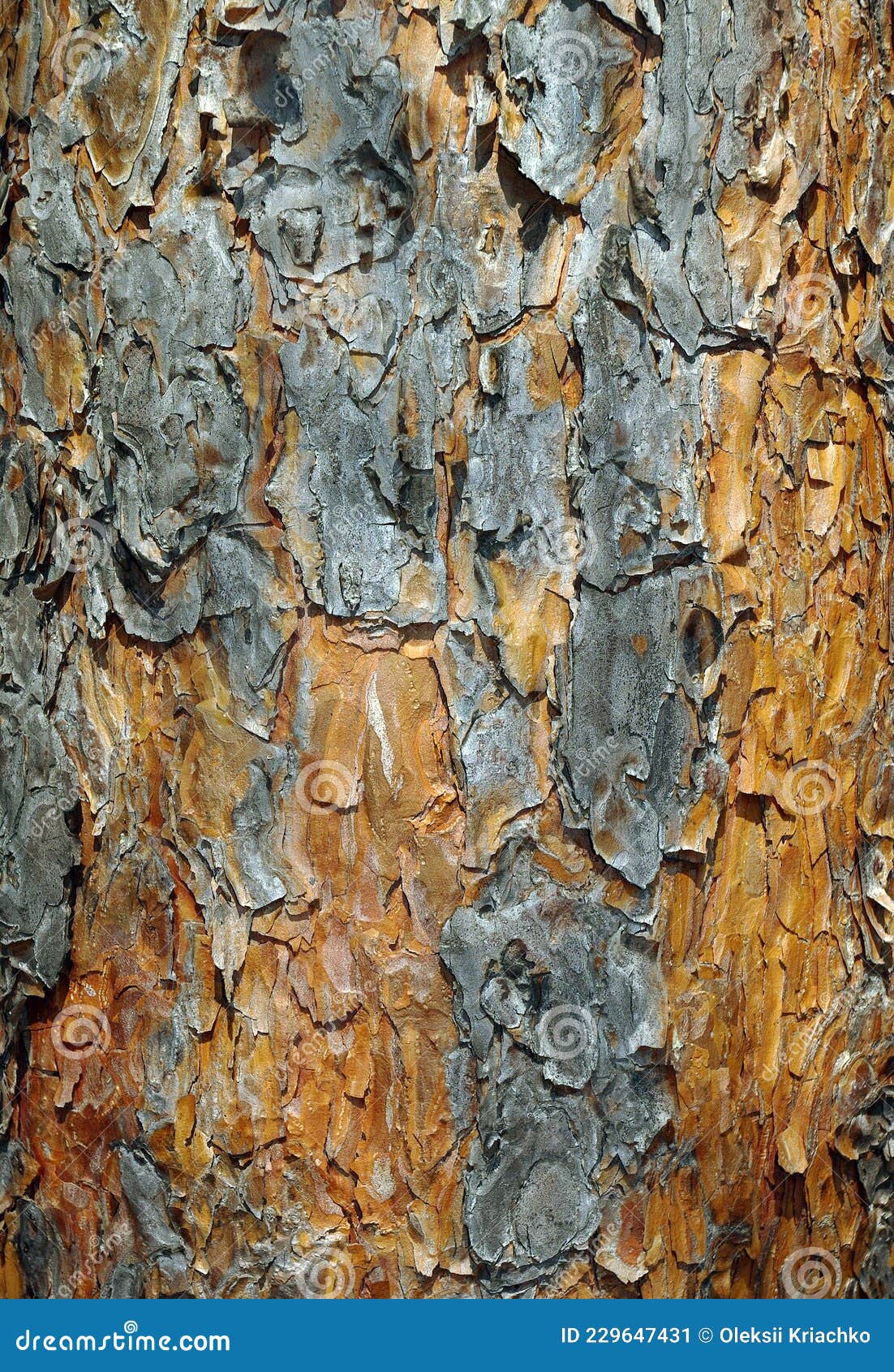 Bark of a Fir Tree texture stock image. Image of texture - 229647431
