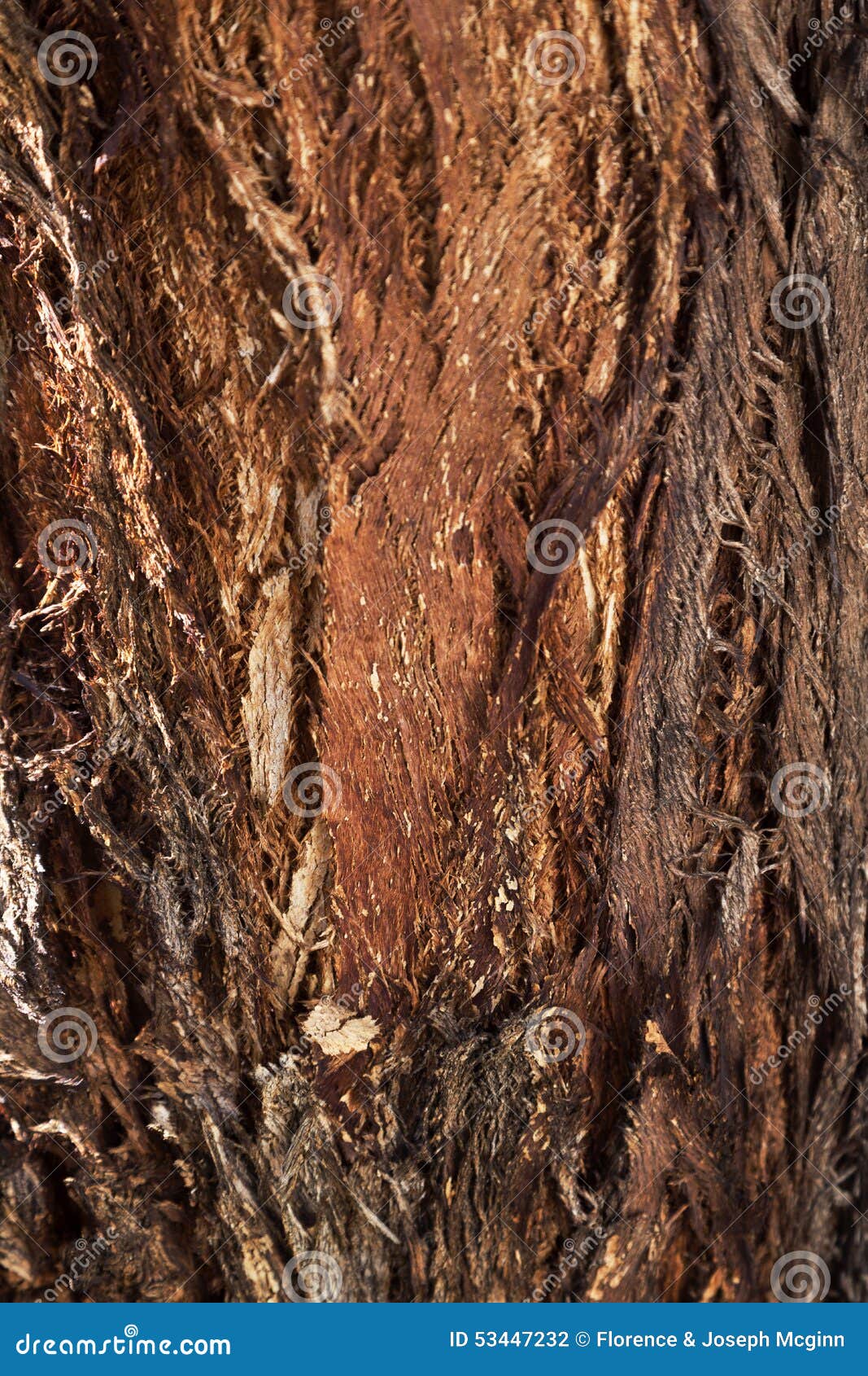 Bark Of Forman Eucalyptus, Tree Of Western Australia Stock Photo ...