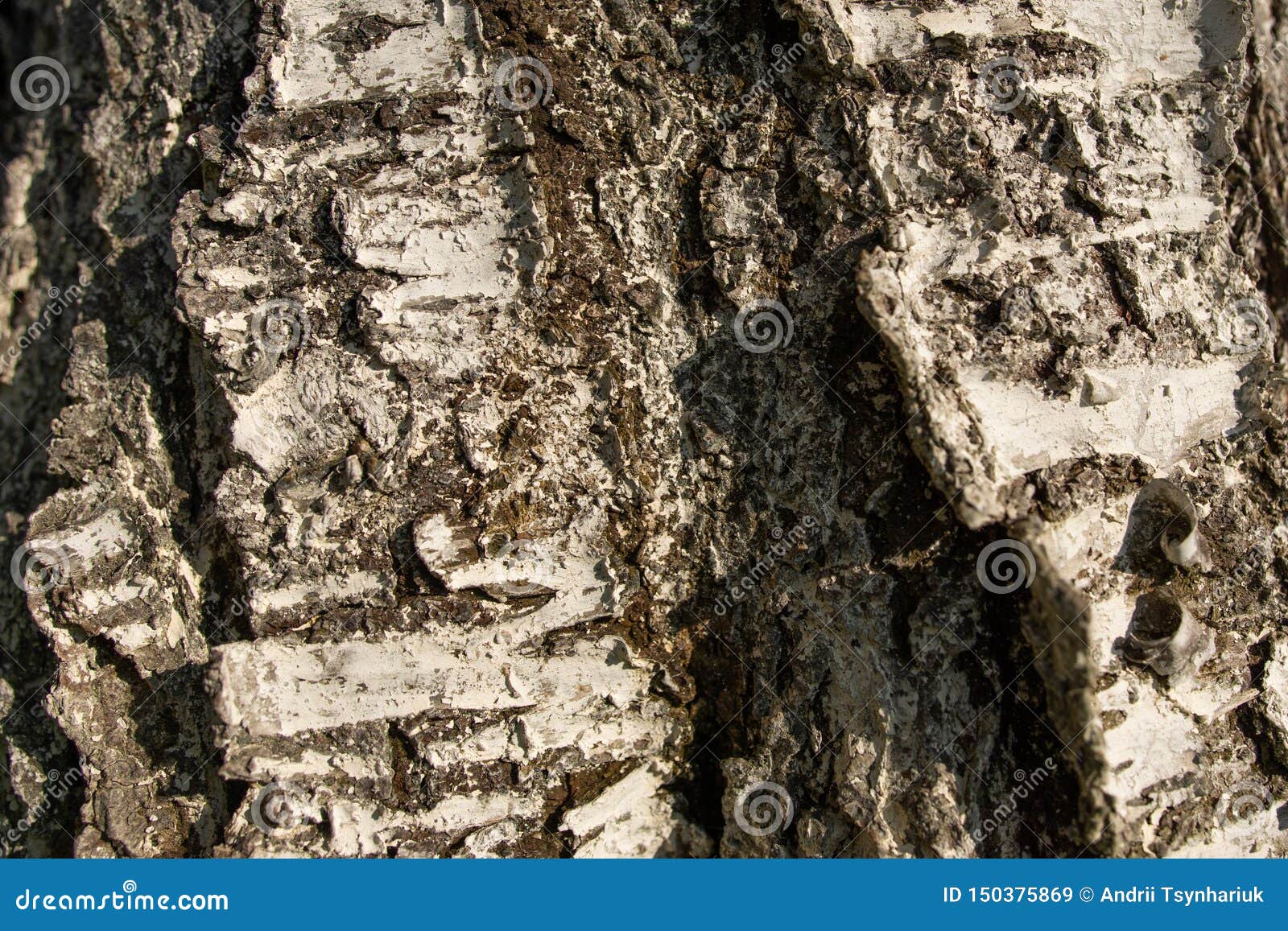 The Bark of Fruit Tree Cherry is Whitened with Lime, the Texture of the ...