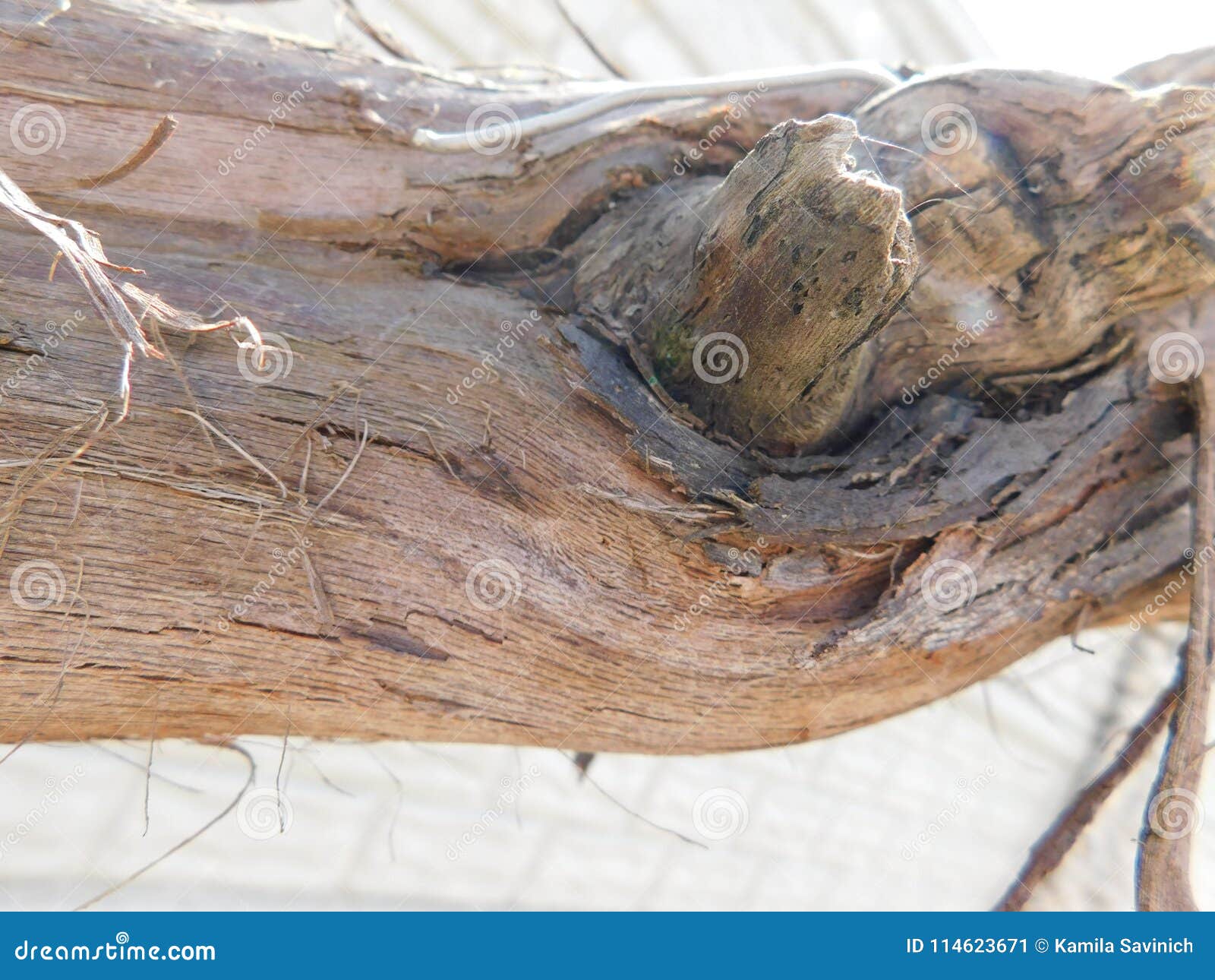 The Bark of the Grape for the Background Image Stock Image - Image of ...