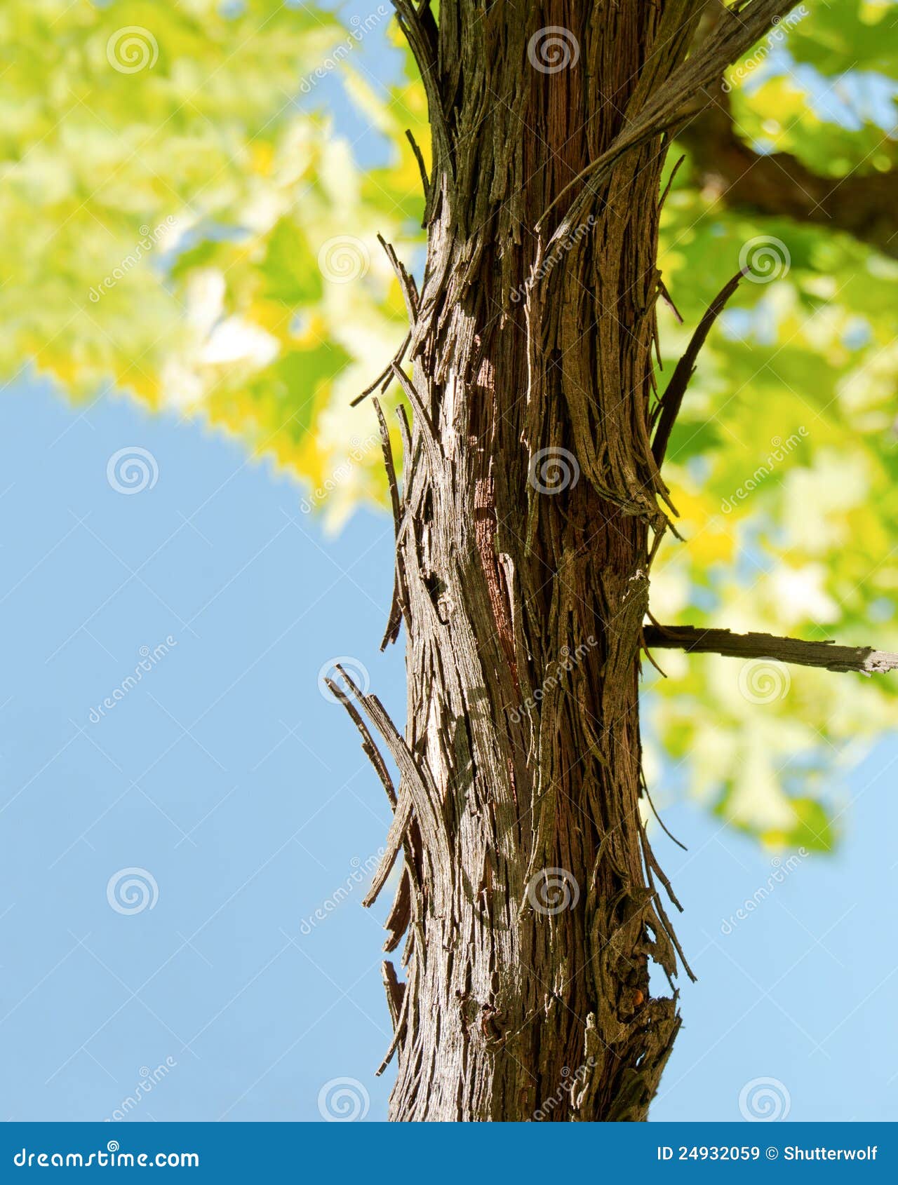 Bark of a grape vine stock image. Image of tree, close - 24932059