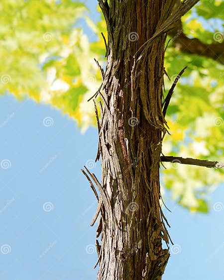 Bark of a grape vine stock image. Image of tree, close - 24932059