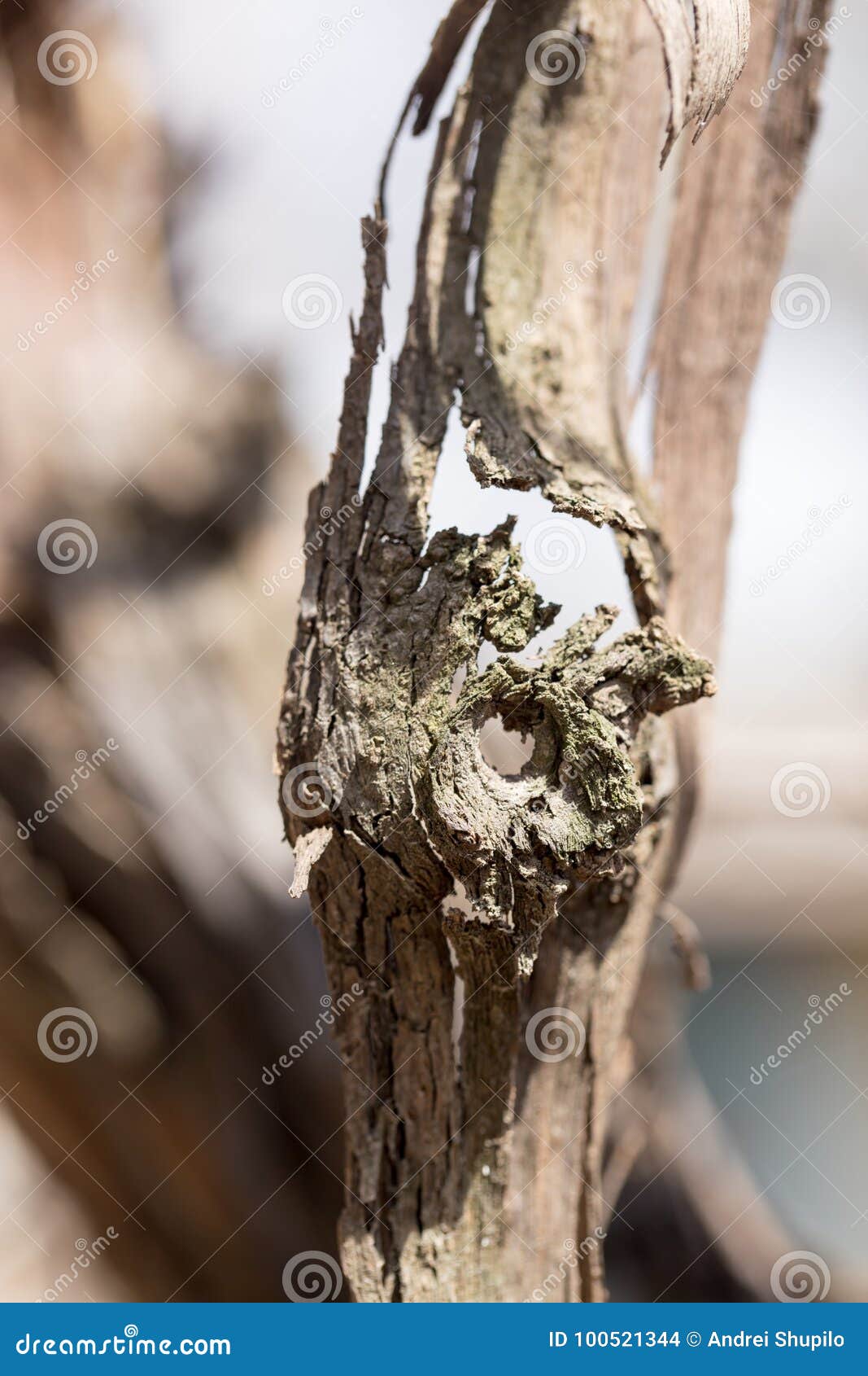 Bark grapes . stock photo. Image of vine, grape, root - 100521344