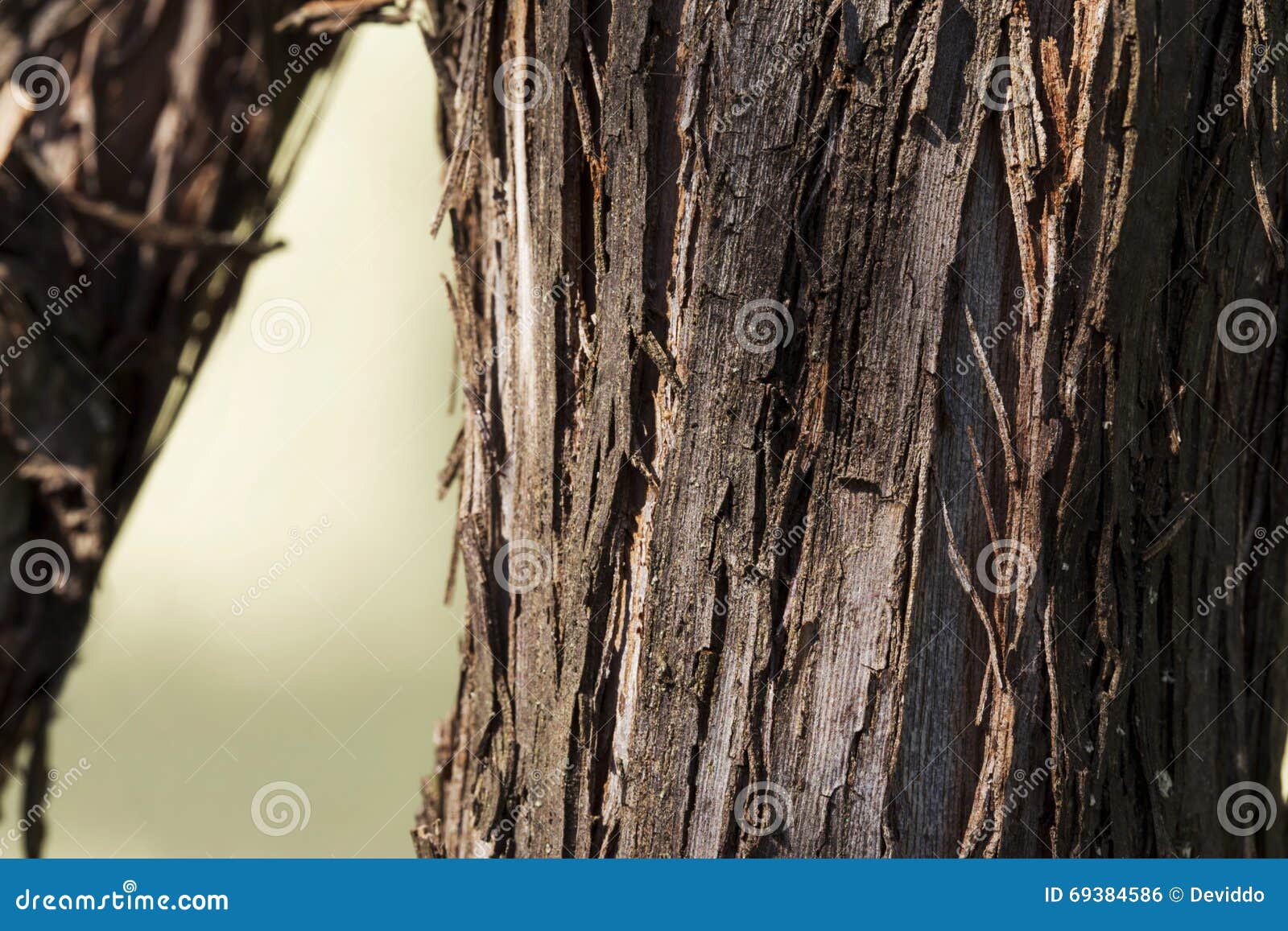 Bark of grapevine stock photo. Image of bark, grape, vineyard - 69384586