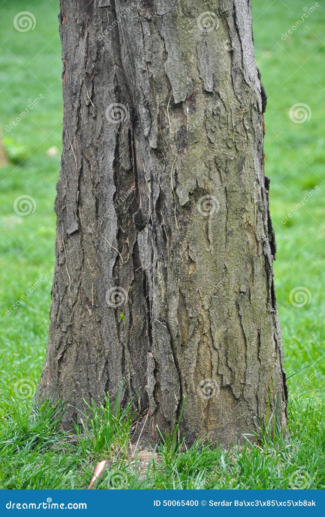 Bark and grass stock photo. Image of mouldy, plant, deteriorated - 50065400