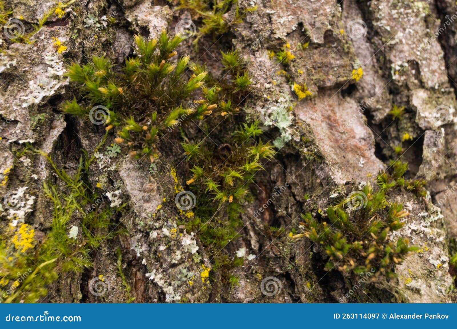 Bark with green moss stock image. Image of mossy, growth - 263114097