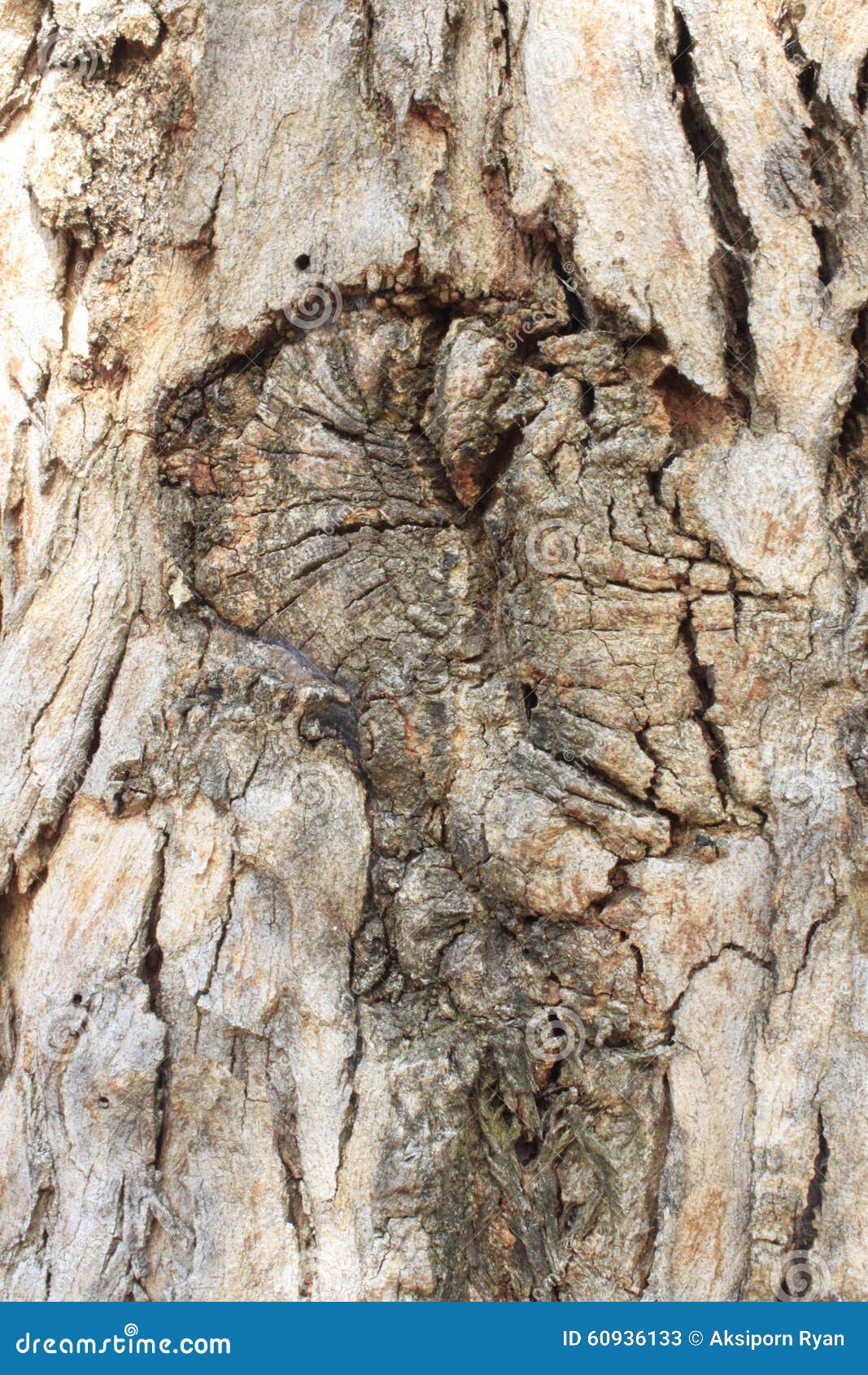 Bark gumtree stock image. Image of plant, plaint, home - 60936133