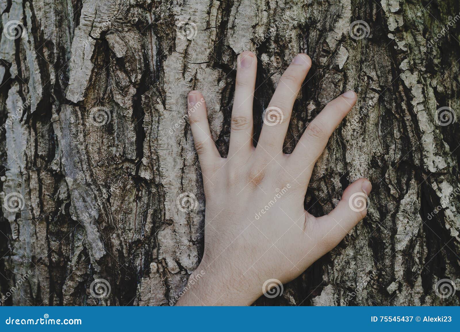 Bark hand stock image. Image of stem, furrows, walnut - 75545437