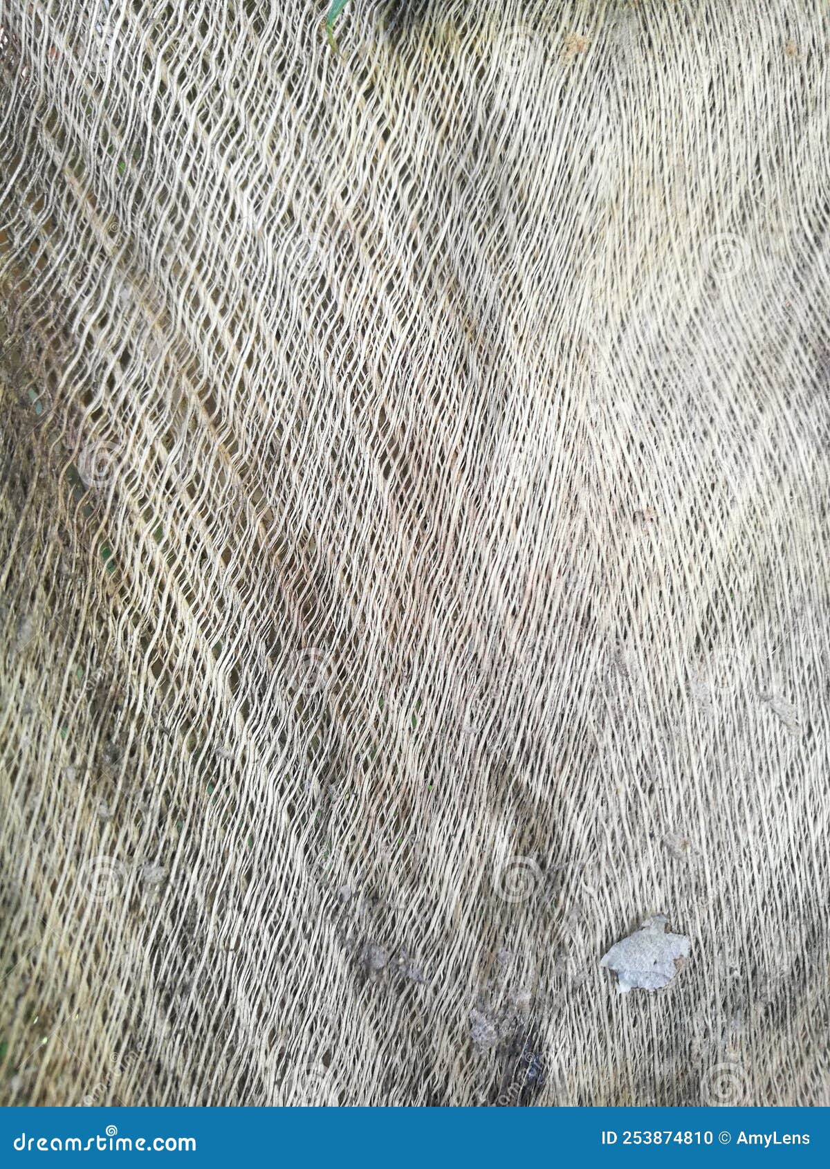 The Bark Husk of a Coconut Tree Stock Photo - Image of background ...