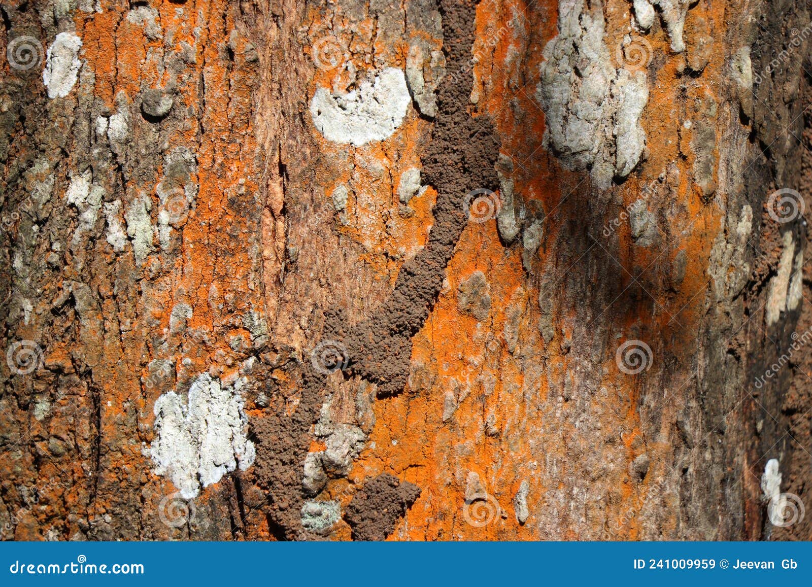 Bark of an Indian Silver Oak Tree with Sunlight, Grevillea Robusta Tree ...