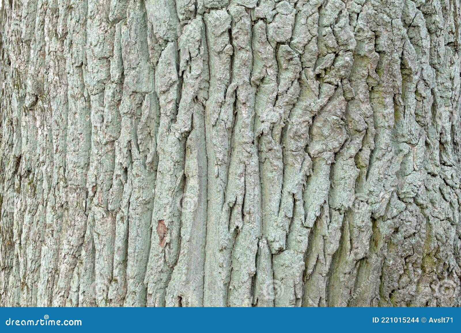 Bark Irregularities on the Trunk of an Old Oak Tree. Stock Photo ...
