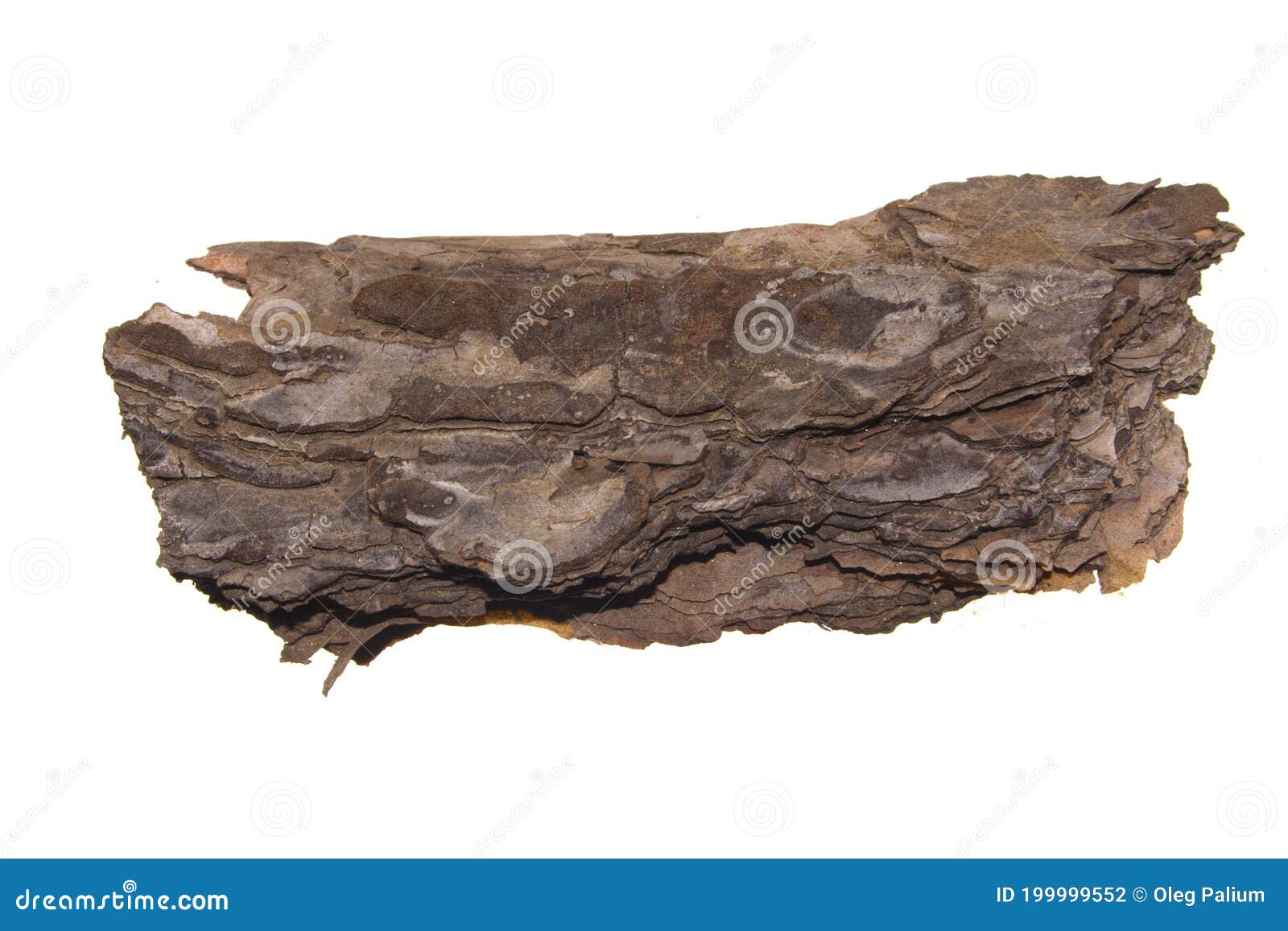 Bark Isolated on White Background Stock Photo - Image of piece, rough ...