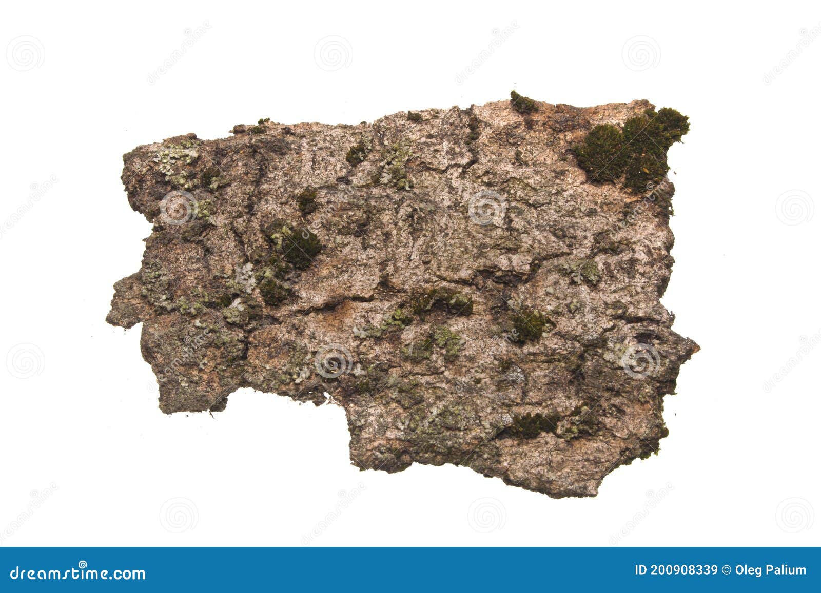 Bark Isolated on White Background Stock Image - Image of branch, rough ...