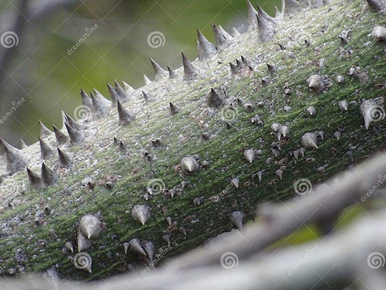 Spiny Bark of a Kapok Tree in Funchal Stock Image - Image of sharp ...