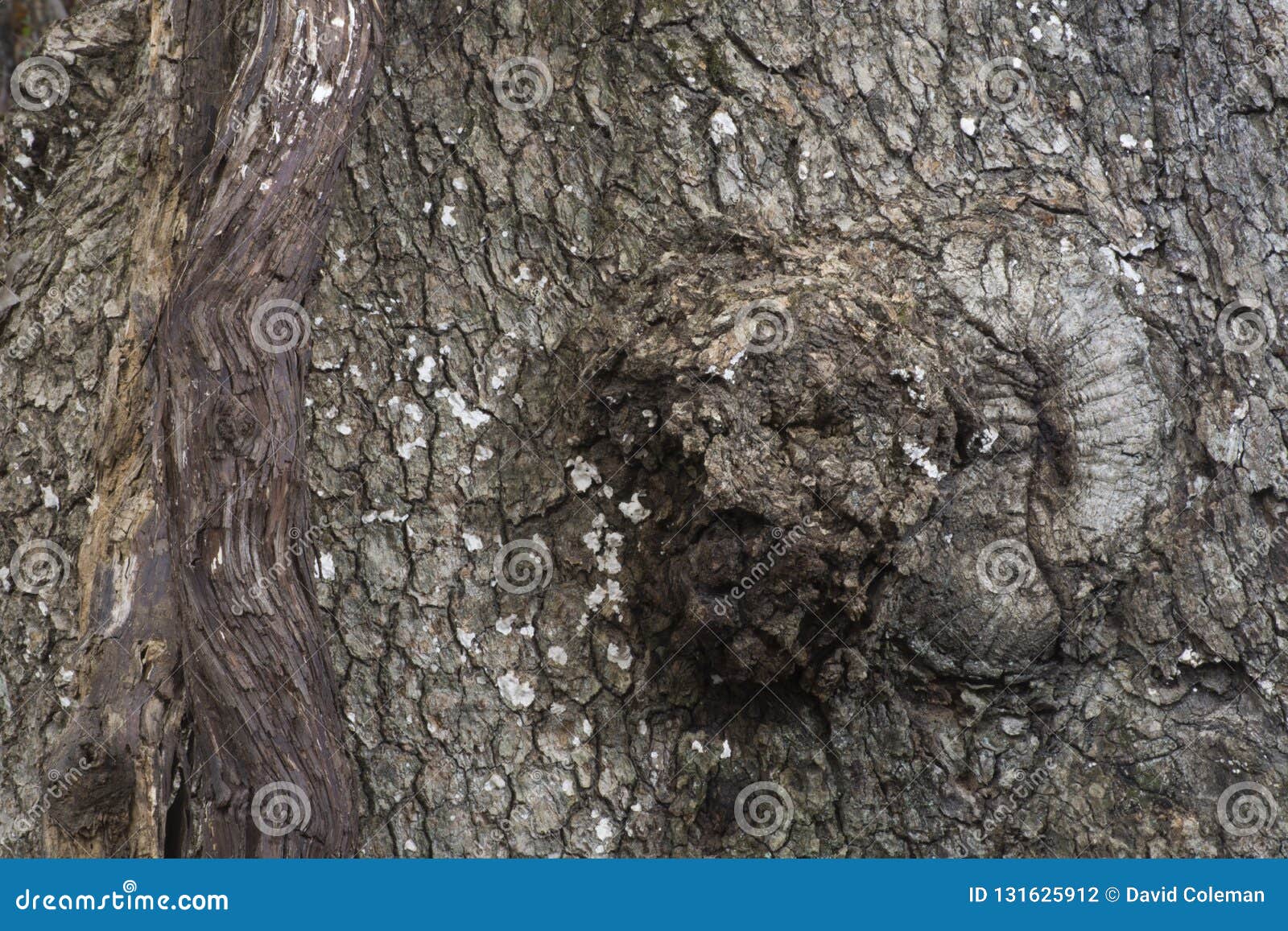 Bark and knot texture stock photo. Image of tree, vine - 131625912