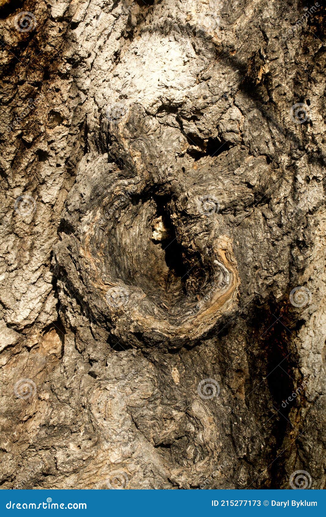 The bark of a knotty oak stock image. Image of bold - 215277173