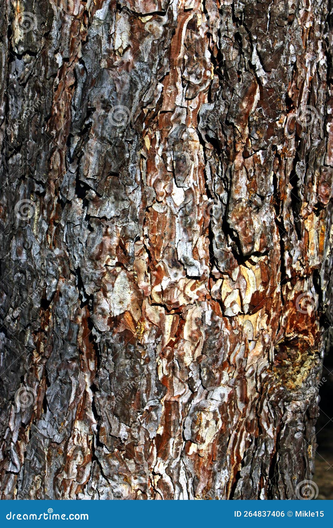 Bark of the tree stock photo. Image of abstract, wooden - 264837406