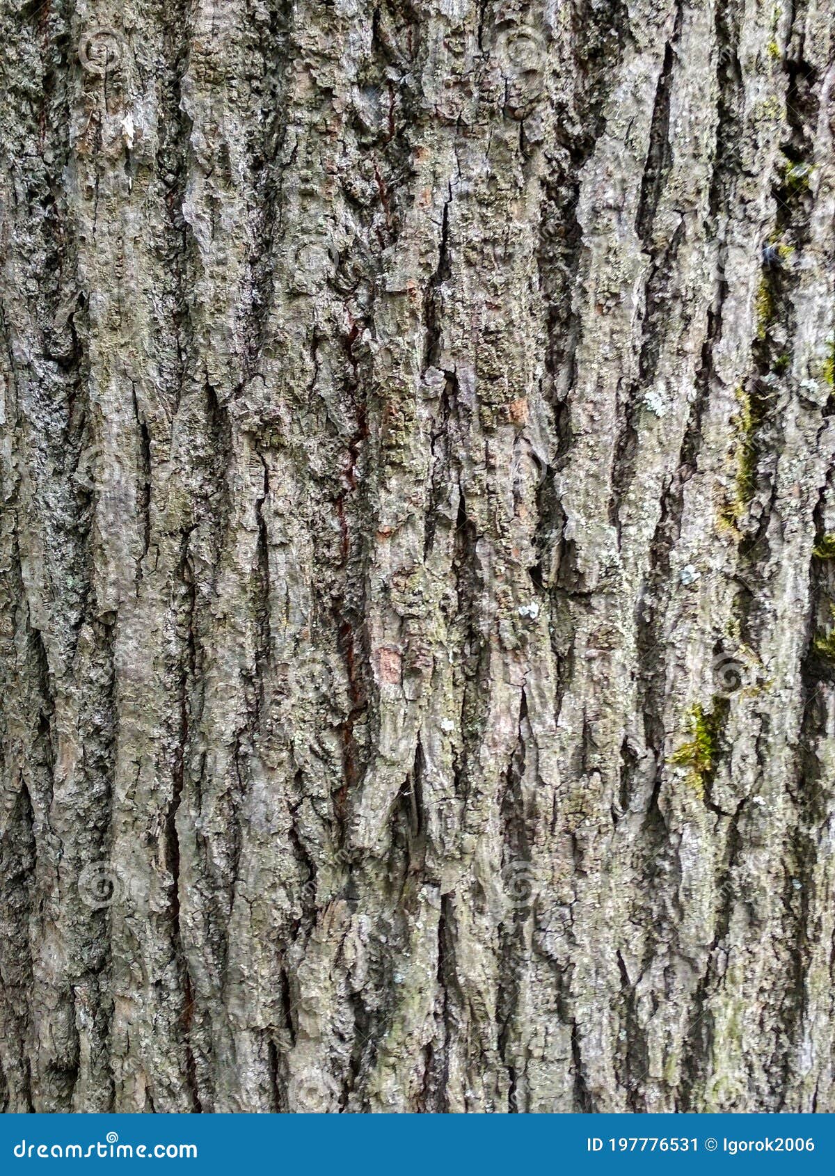 Bark of a Large Brown Tree Close-up Stock Image - Image of natural ...