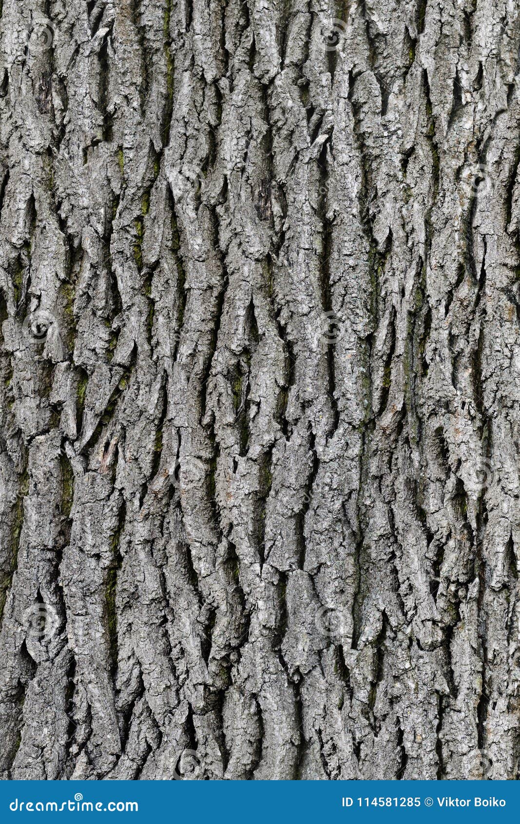 Tree bark texture stock image. Image of environment - 114581285 Tree bark texture stock image. Image of environment - 114581285