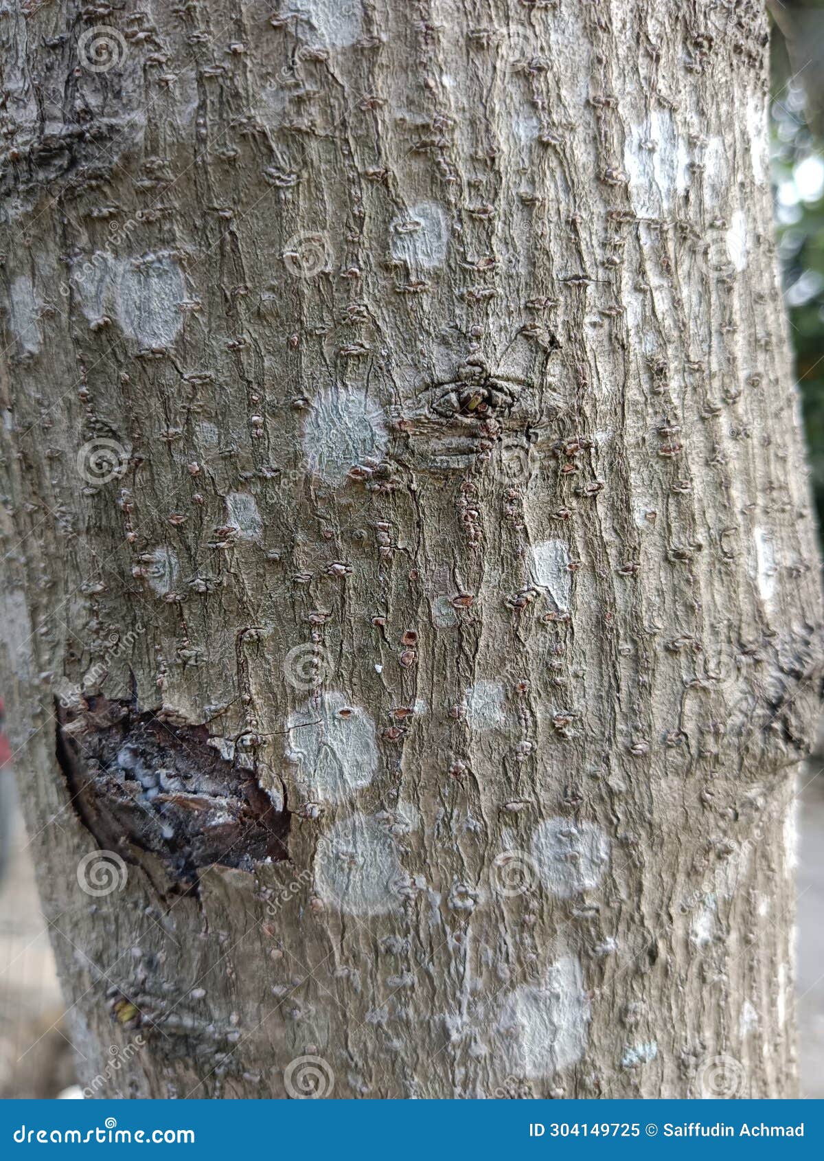 Tree skin stock image. Image of wall, flower, leaf, formation - 304149725