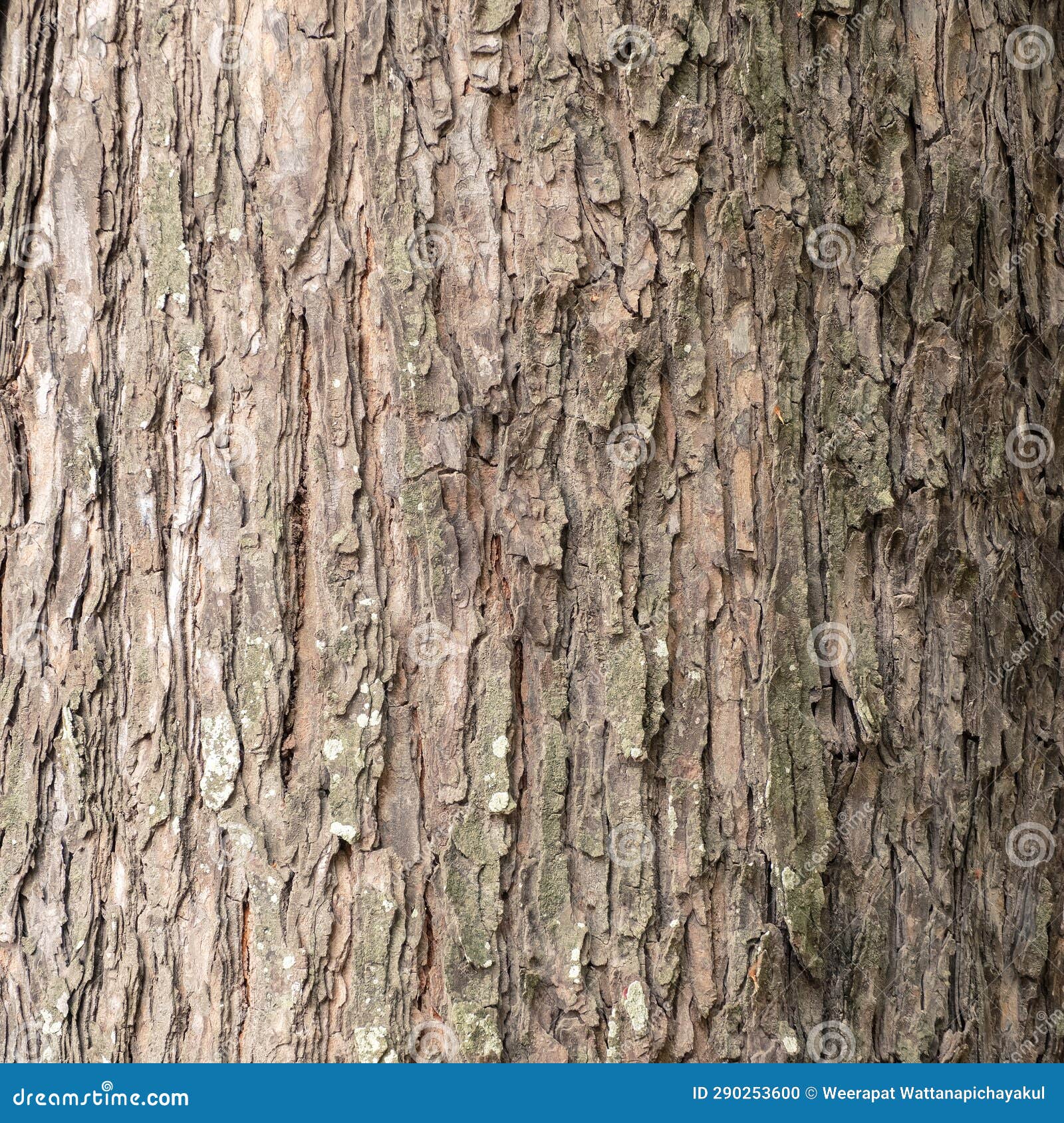 Bark Layer of an Old Tree, Tree Trunk Texture and Background Stock ...