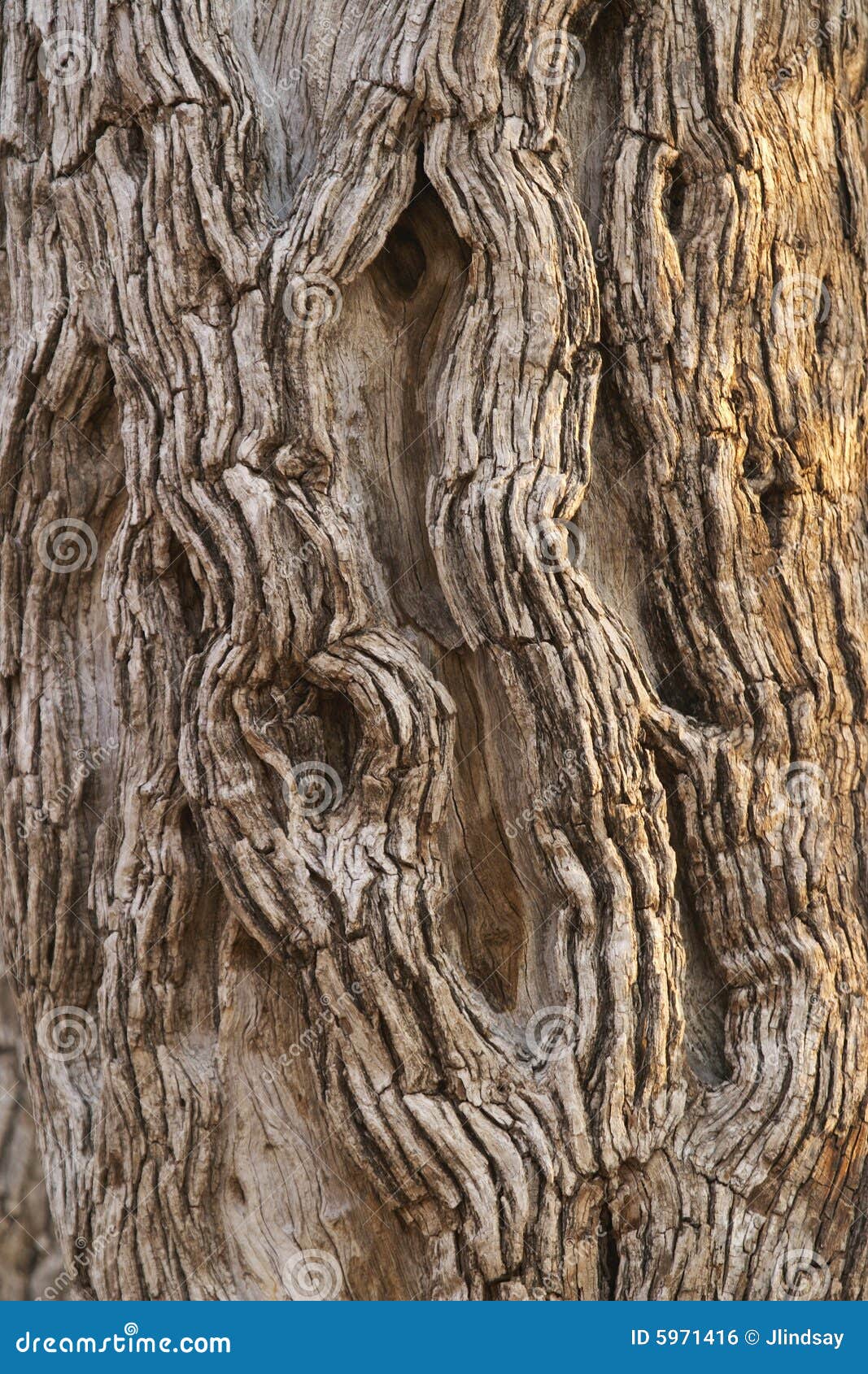 Bark of a leadwood tree. stock photo. Image of imberbe - 5971416