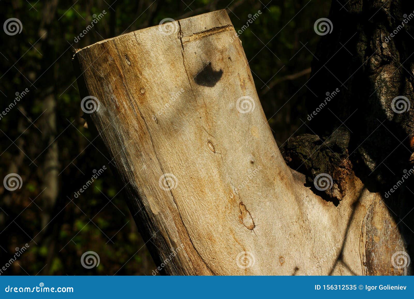 The Bark Leaves the Tree. a Tree without Bark Stock Image - Image of ...