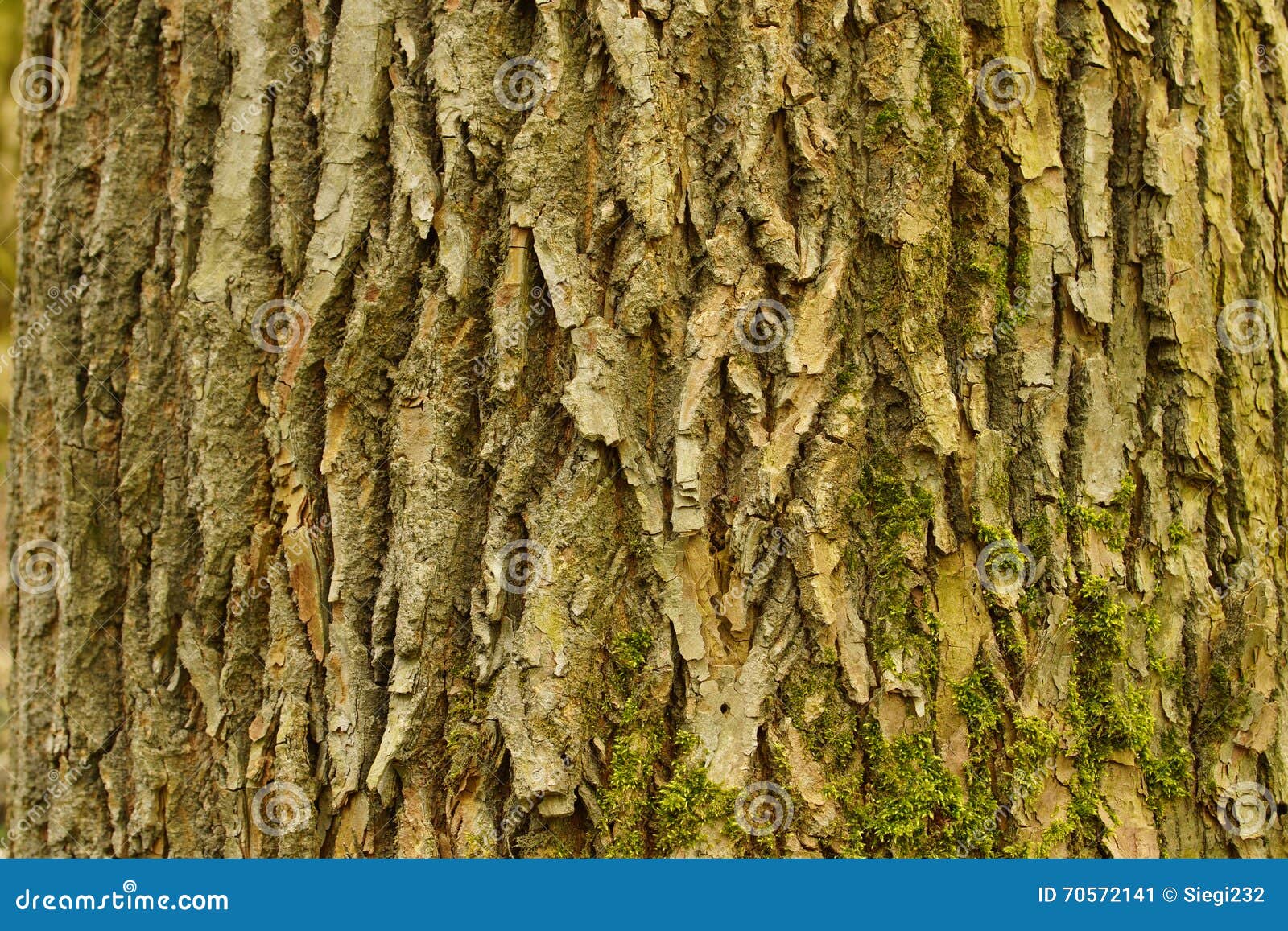 Bark of a lime tree stock image. Image of wood, stump - 70572141