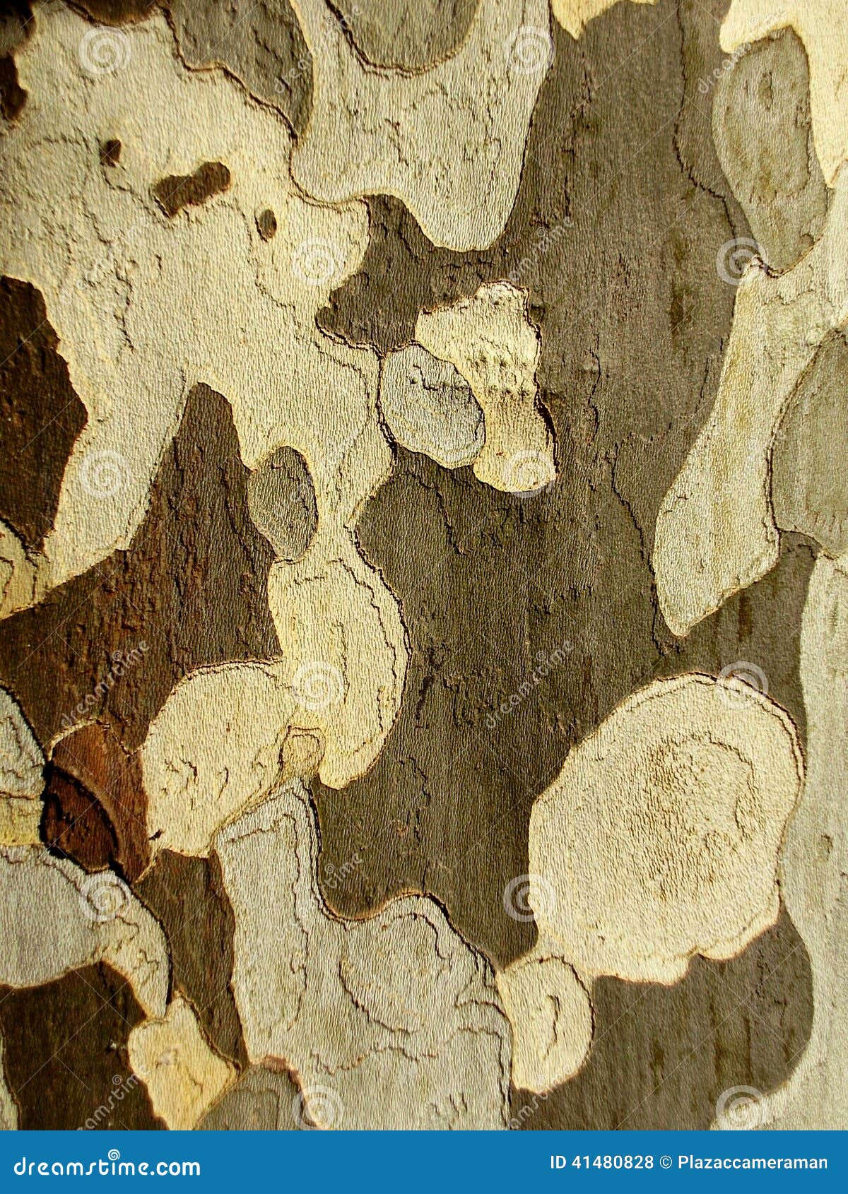 Bark of a London Plane Tree Stock Photo - Image of texture, timber ...