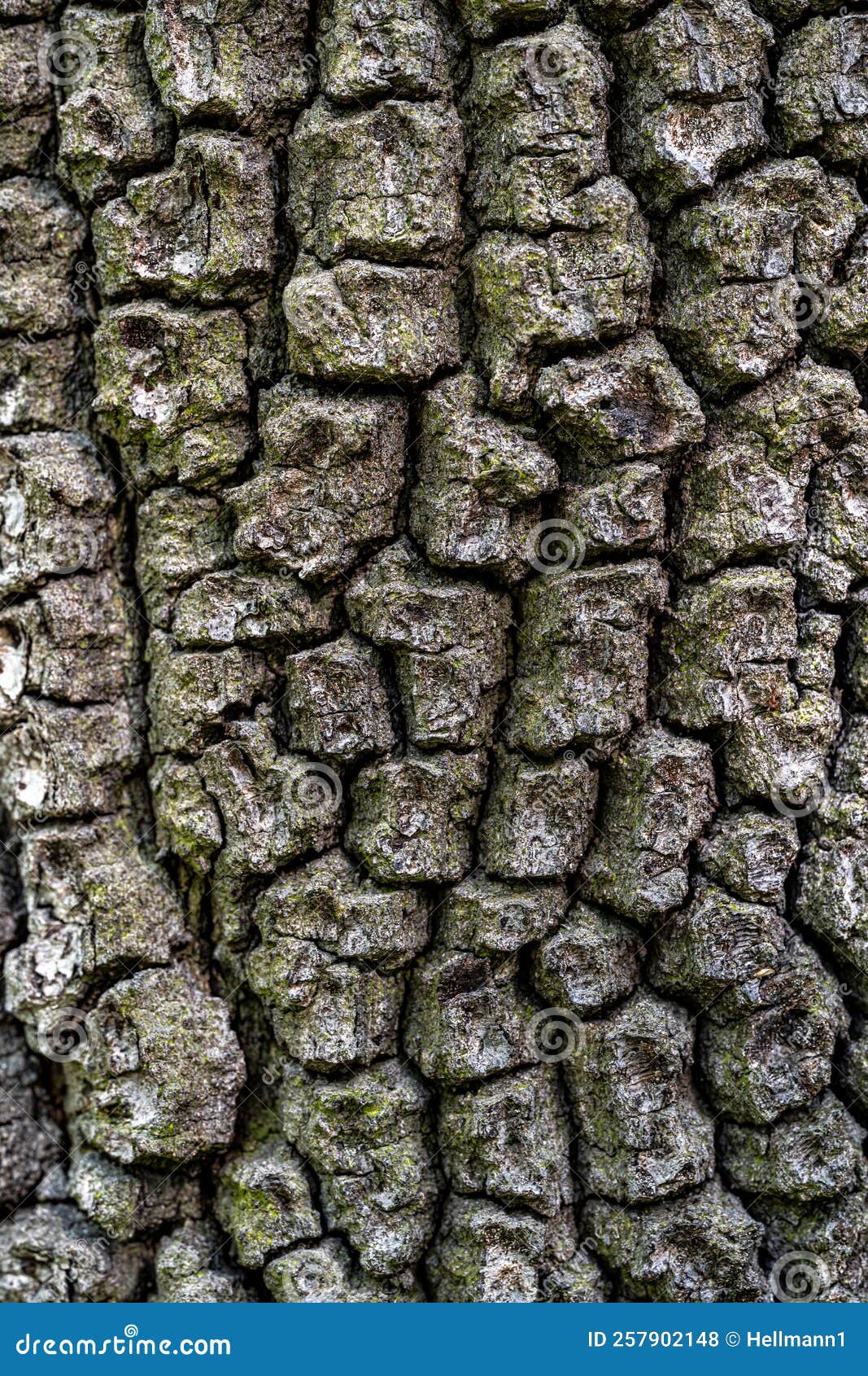 Bark of Macedonian Oak stock photo. Image of view, closeup - 257902148