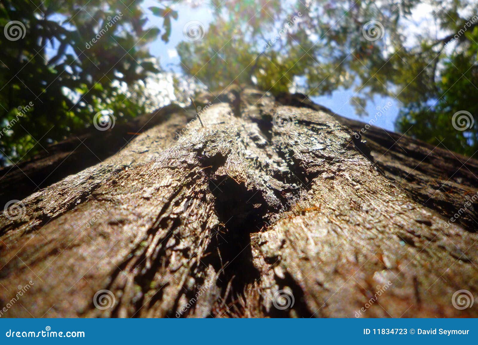 Bark Macro stock image. Image of bark, tree, light, upshot - 11834723