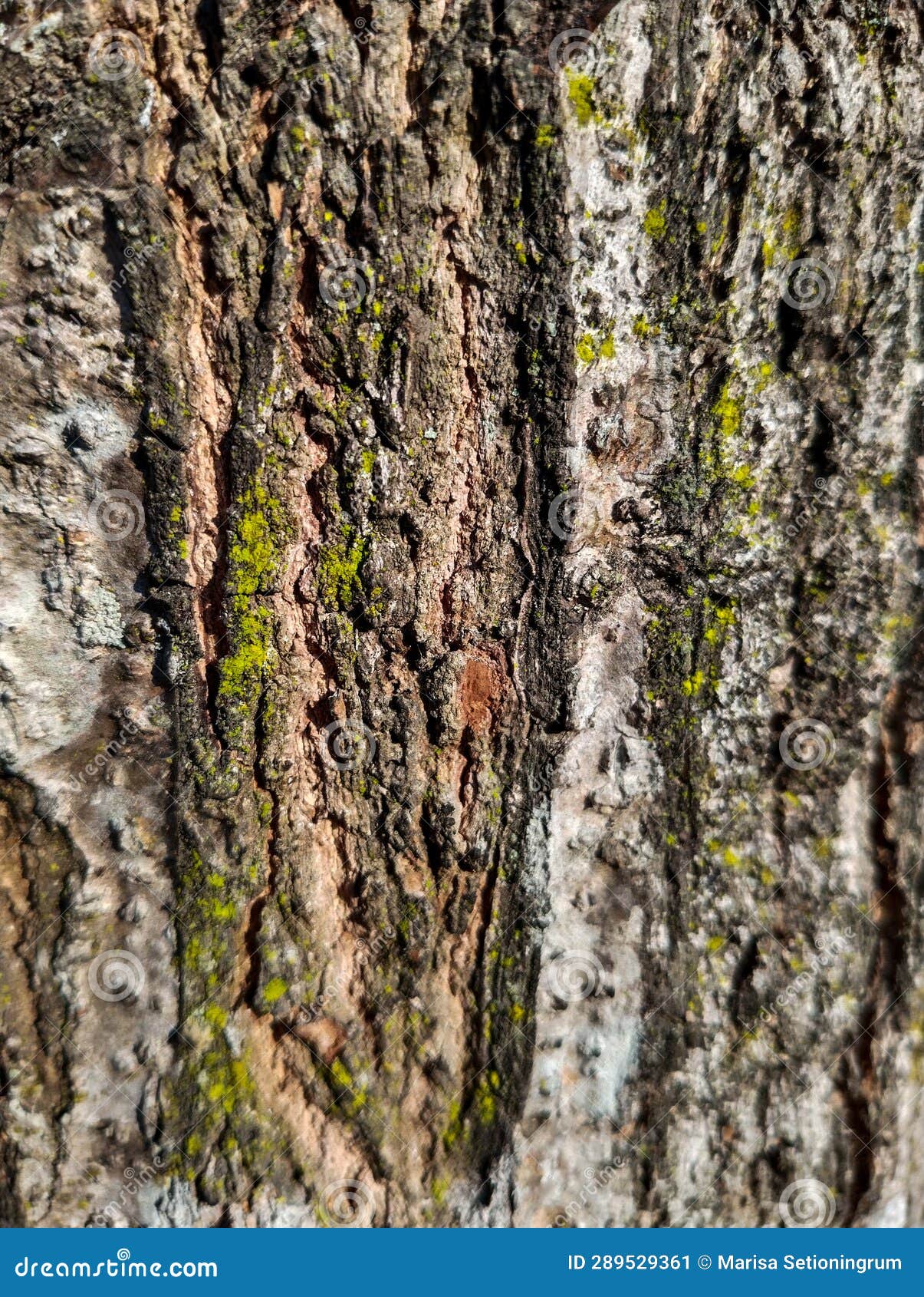 The Bark of the Mango Tree is Textured and Has Natural Green Moss Stock ...