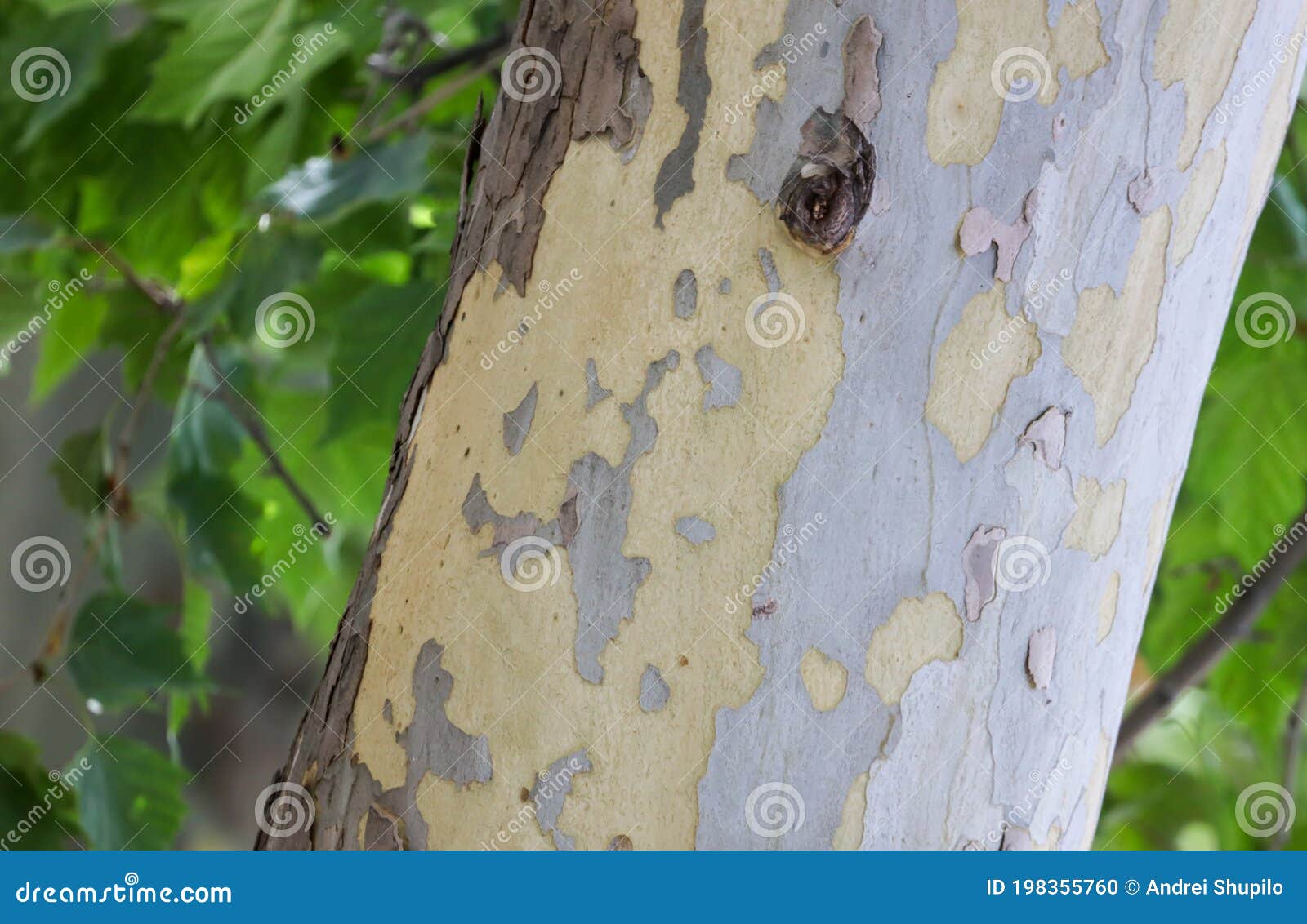 Bark on a Maple Tree in the Park Stock Photo - Image of trunk, material ...
