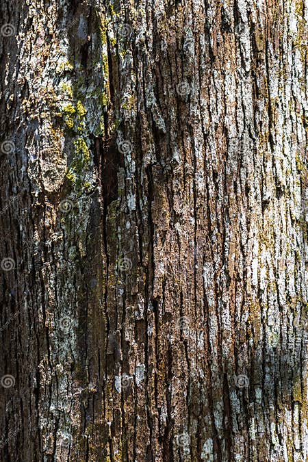Meranti Palang Tree stock photo. Image of wood, tree - 189010352