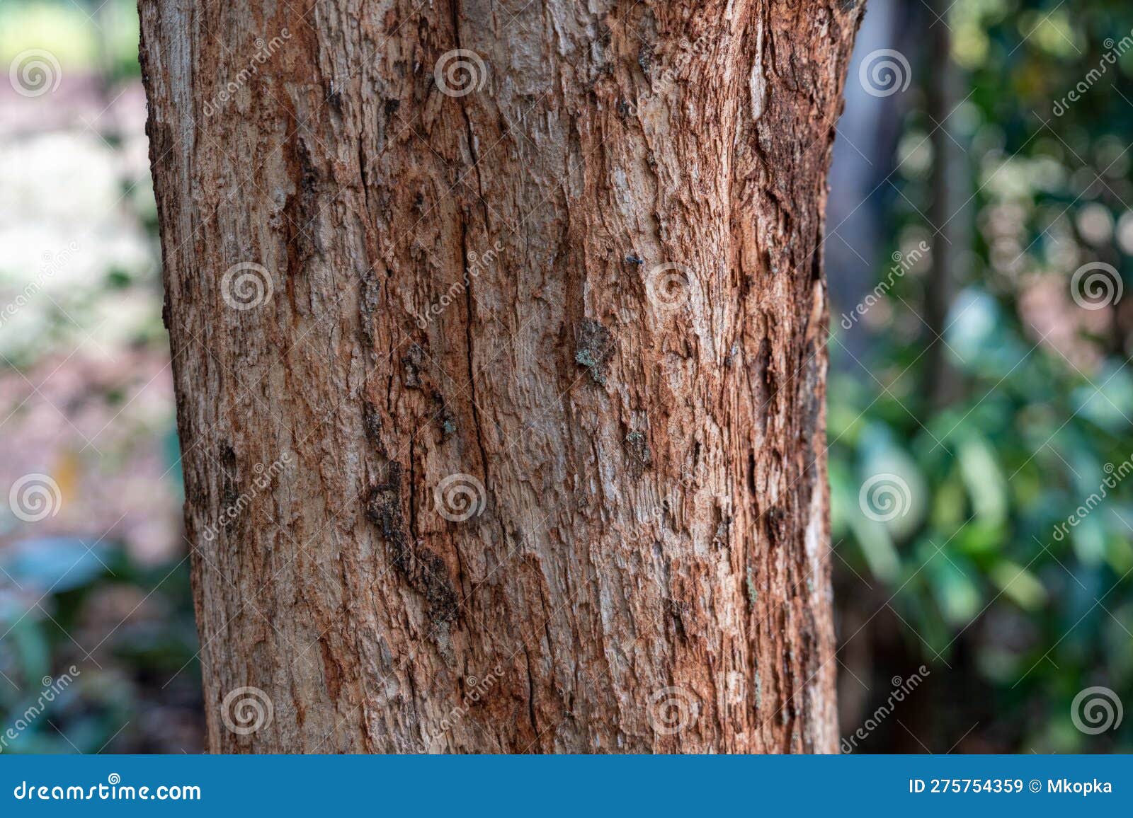 Mhuru Stock Photos - Free & Royalty-Free Stock Photos from Dreamstime