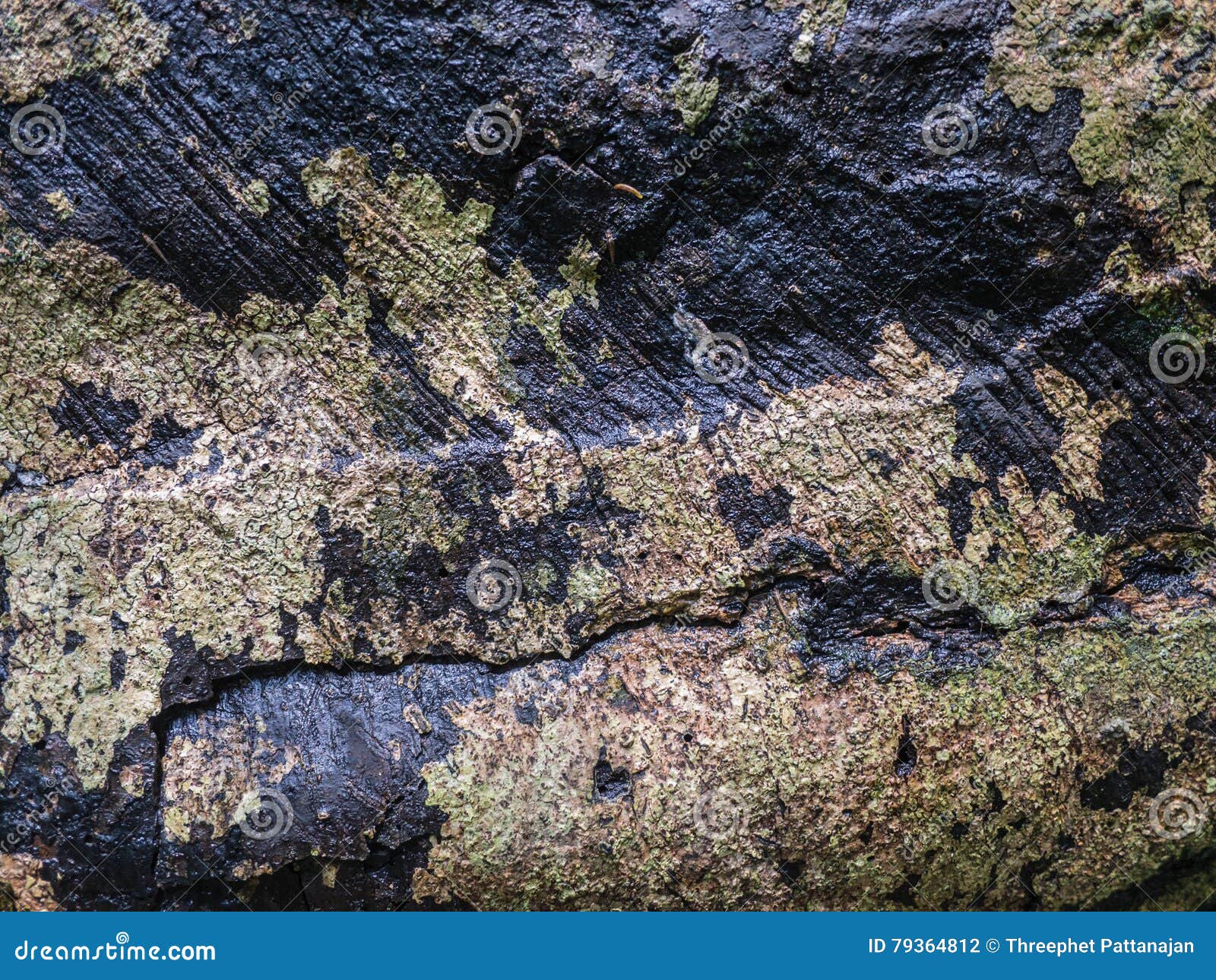 Bark Middle Two Wild Colors Stock Photos - Free & Royalty-Free Stock ...