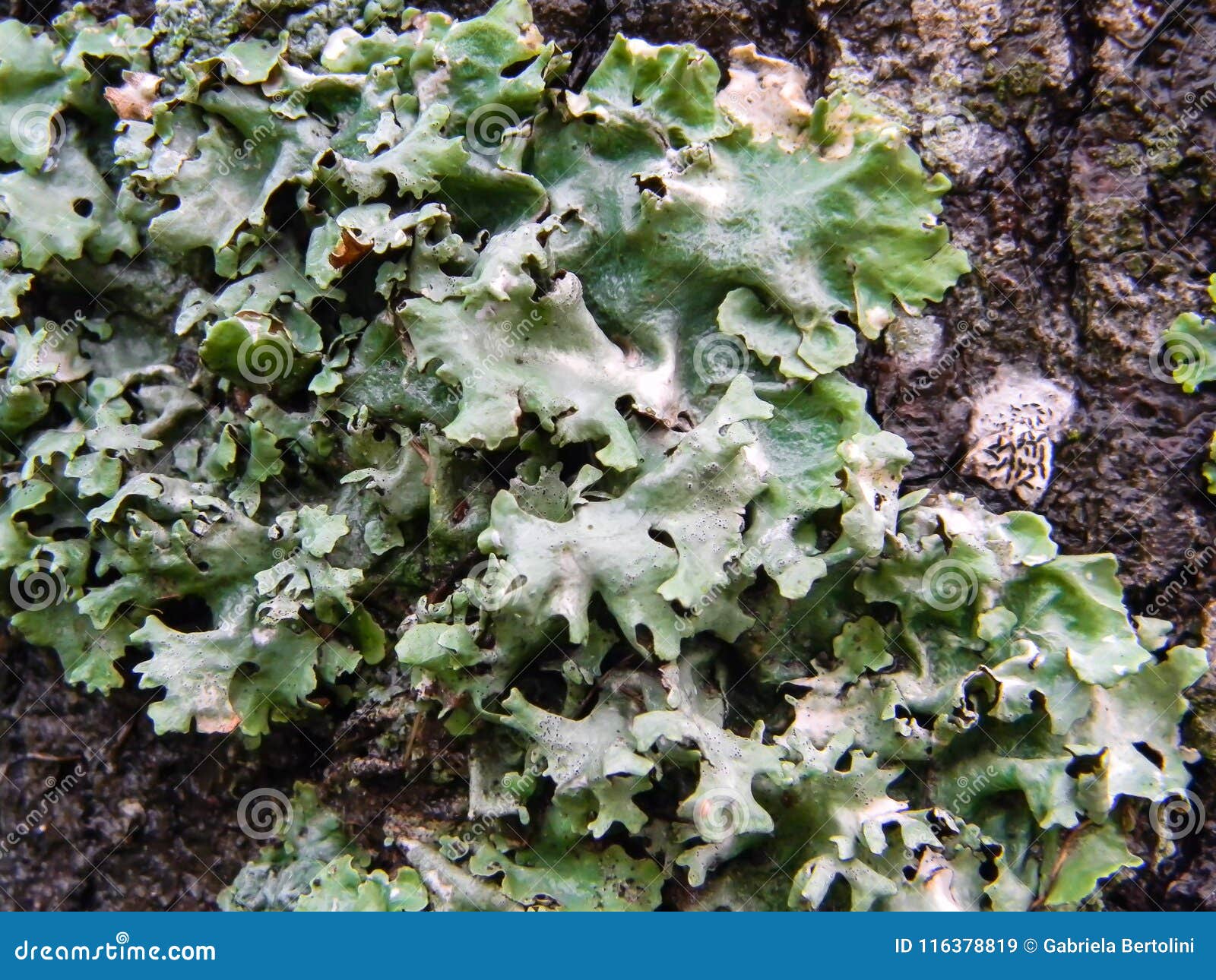 Bark of the moldy tree stock image. Image of textured - 116378819